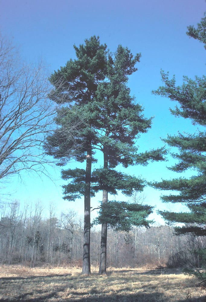 Native Indiana Tree of the Week: Eastern White Pine (Pinus strobus)