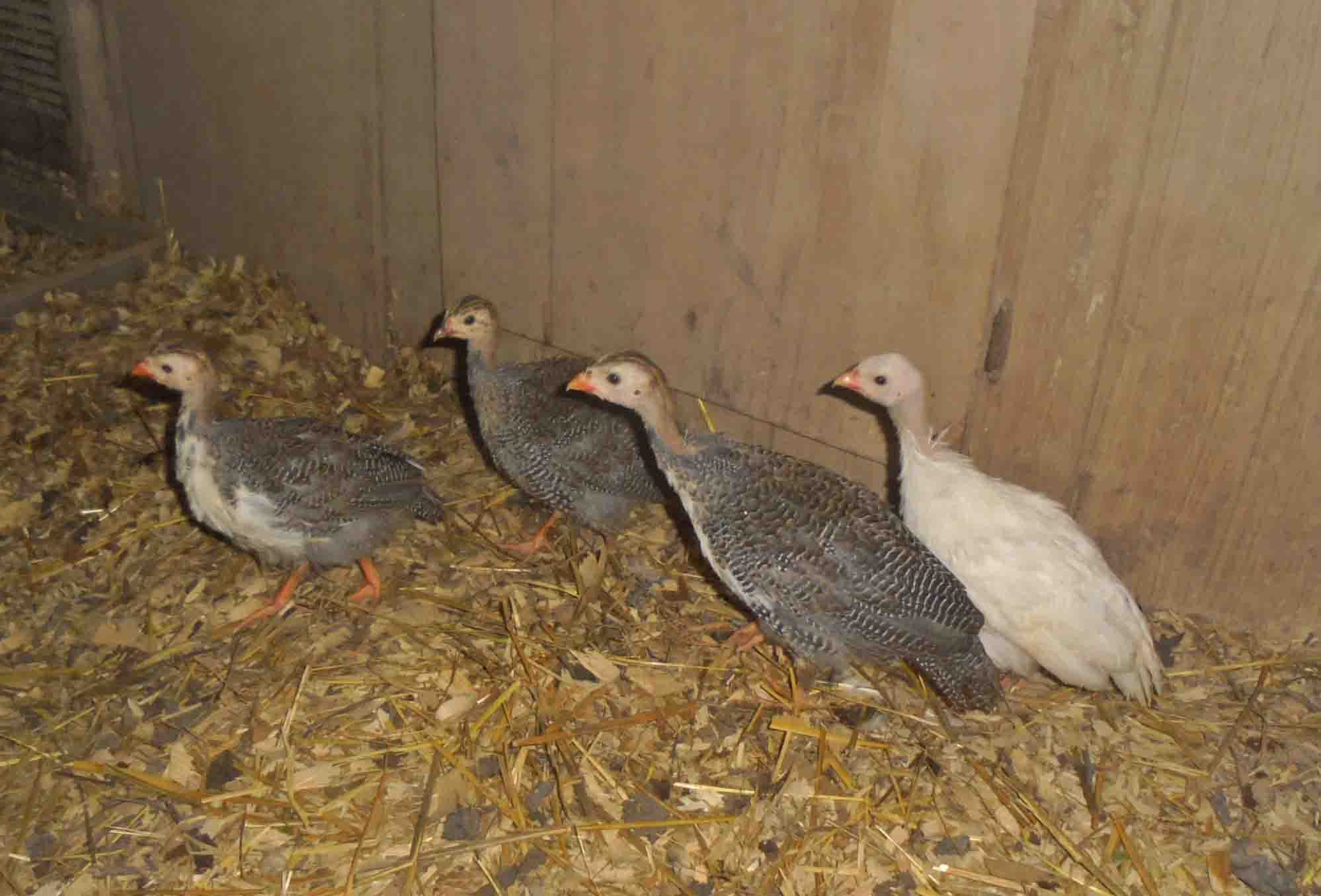 Guinea keets! - by Jennifer Quinn