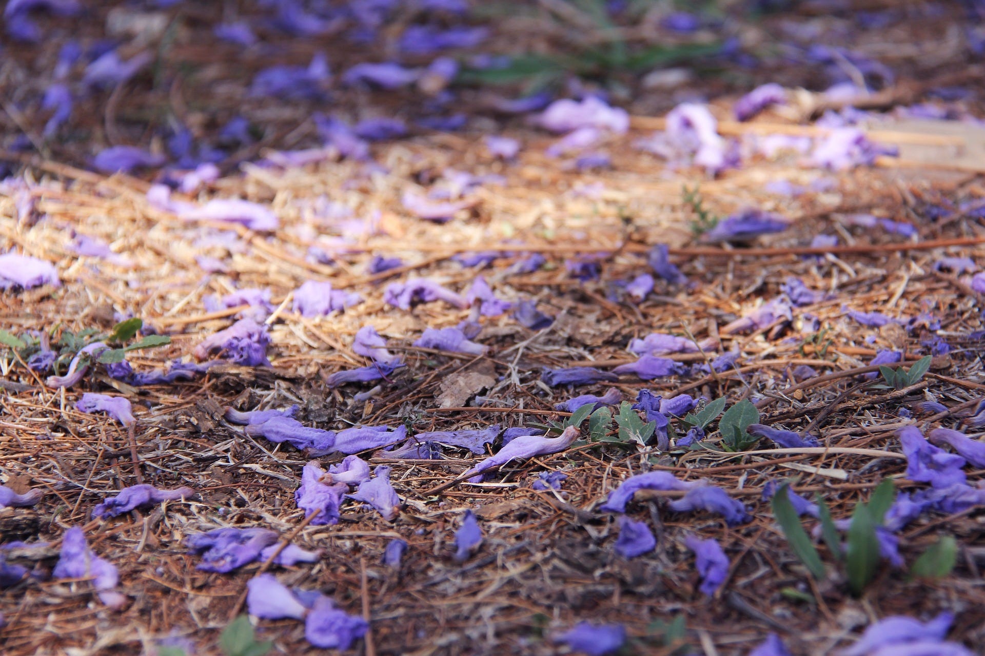 Jacaranda Season in Portugal - by Carol A. Wilcox