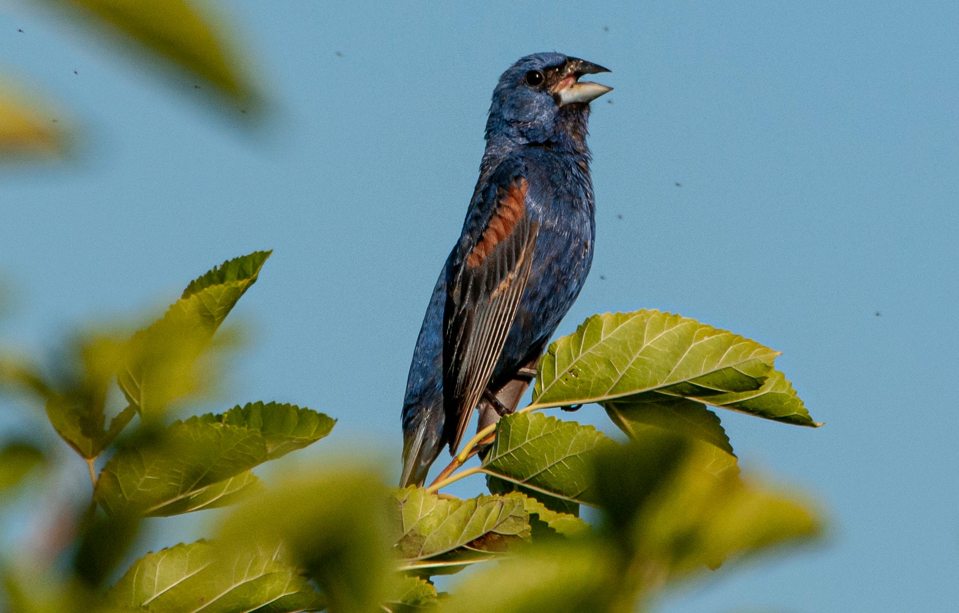 A visit to Bell Bowl Prairie one year later - by Bob Dolgan
