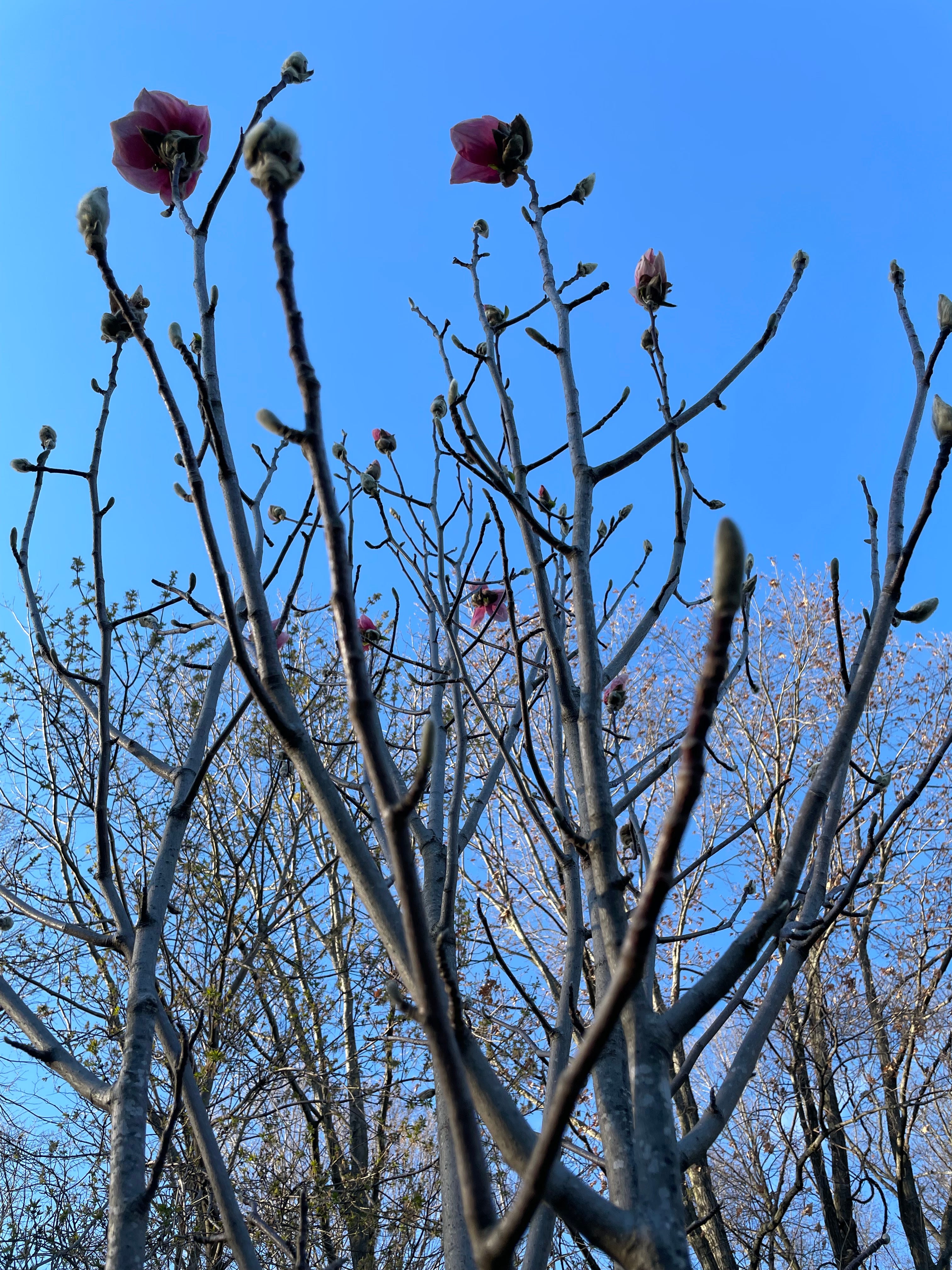 Temperamental Stories - by Ming Aralia - Anna’s Substack