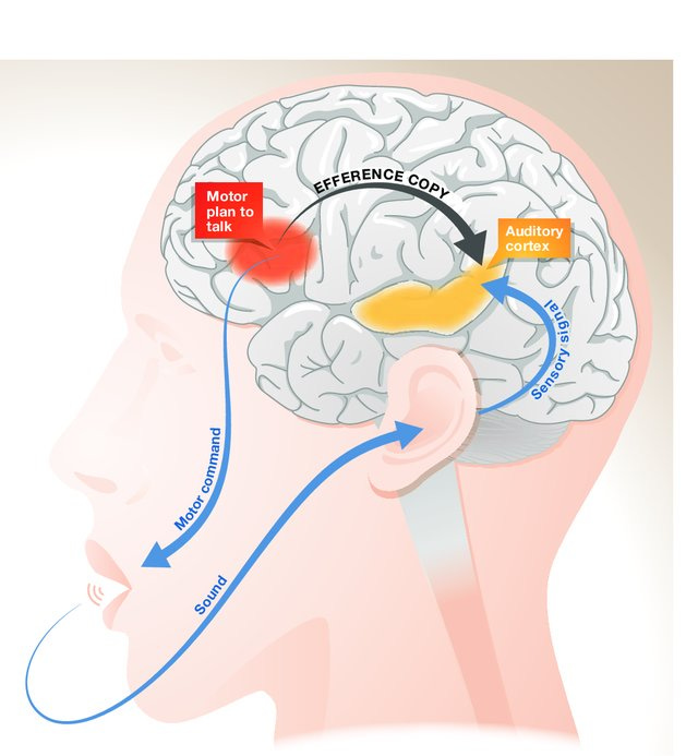 What is Psychological Identity? | Part IV: The Neuroscience of ...