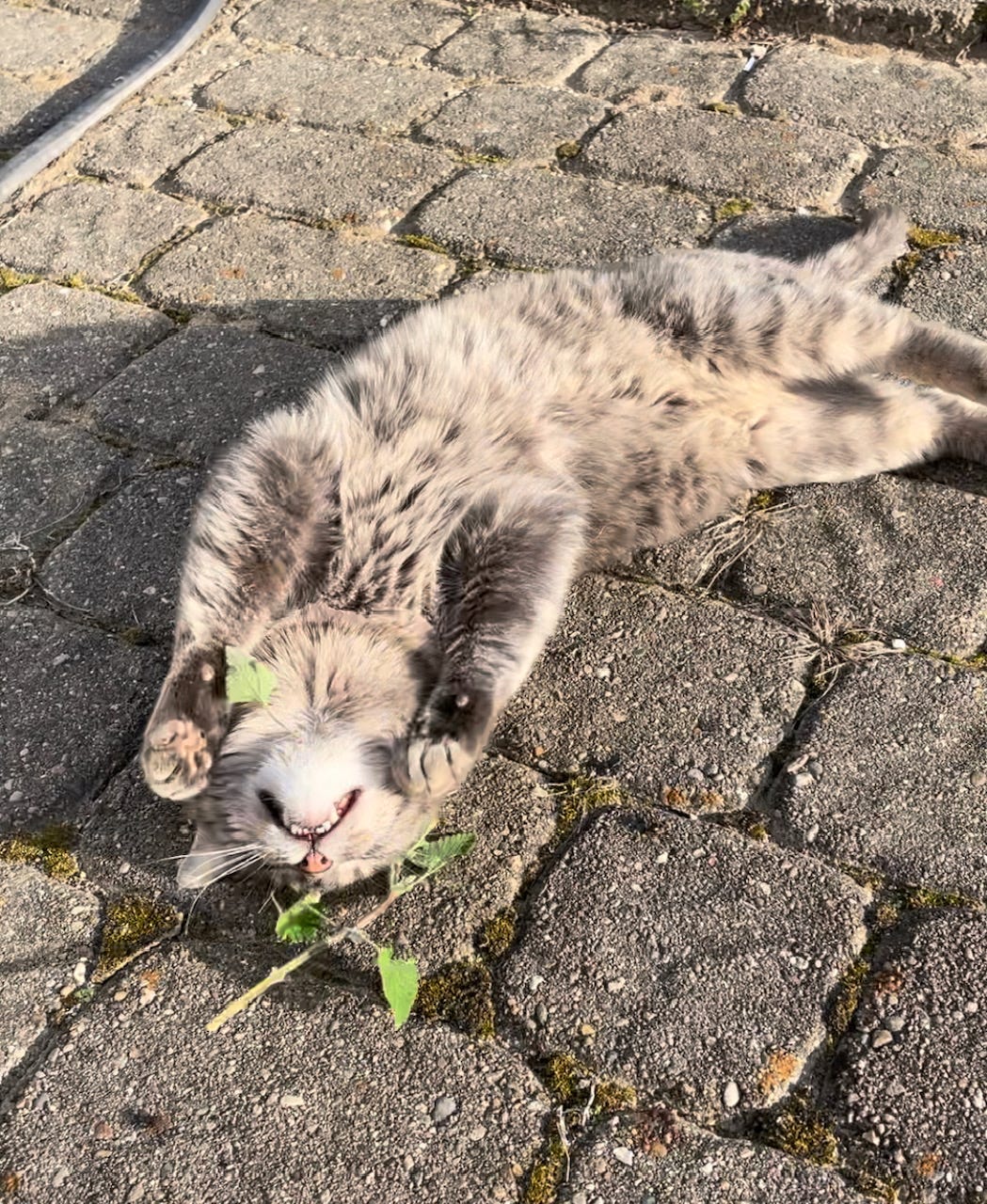 Catnip 3 and What Else is Growing at Weedom - by weedom1