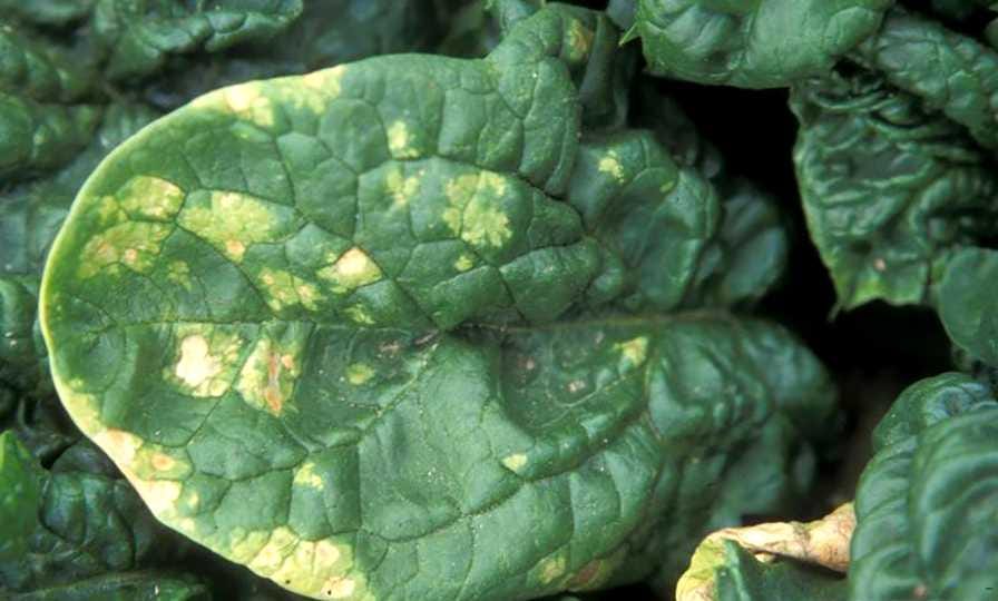 Downy Mildew in Spinach - by Beverly Thomas