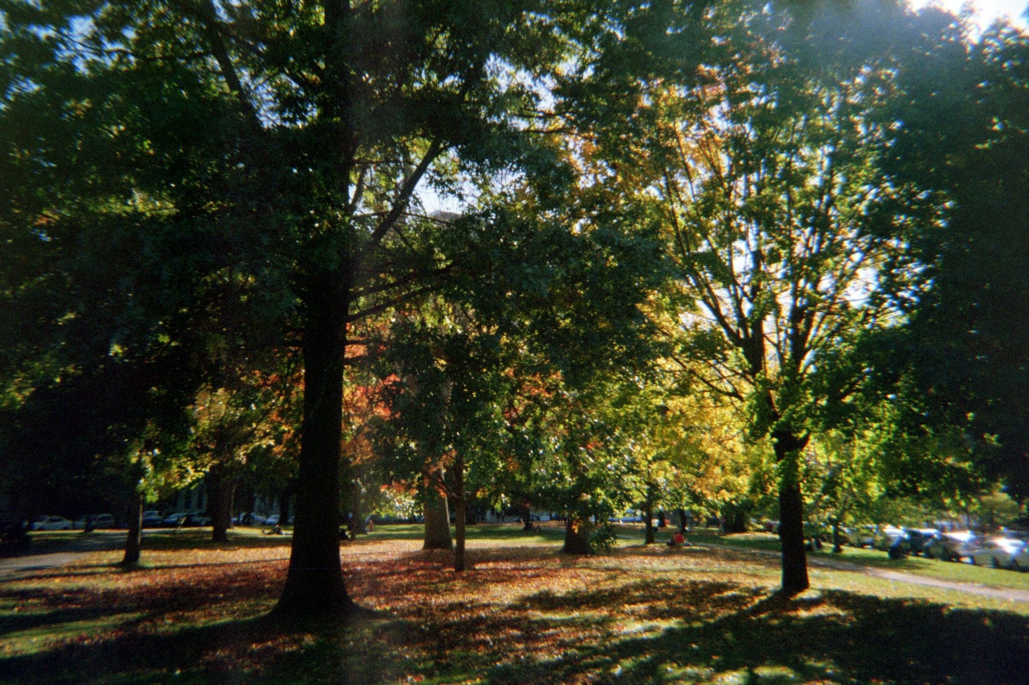 Why I Like Trees, And Some Other Things - by Ashby