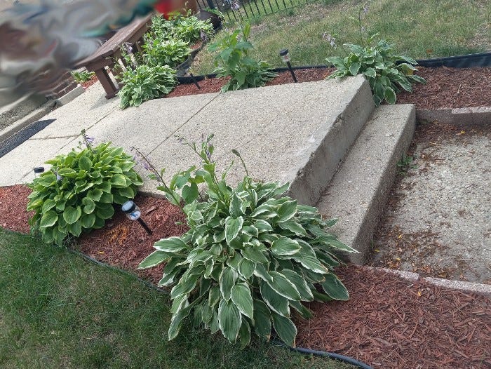 Homeowners: How do you avoid plant thieves?