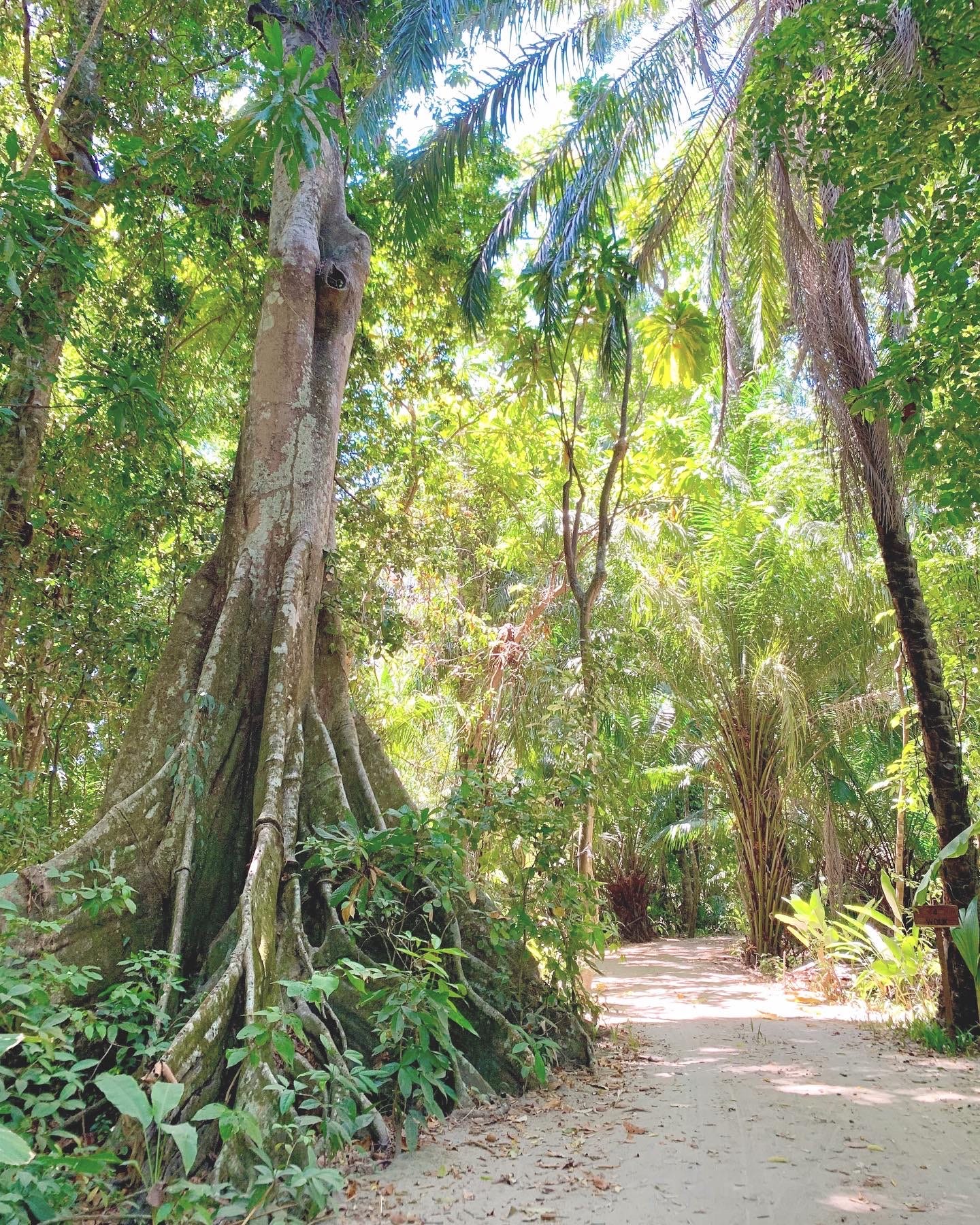 lessons from the jungle #4 / the mind is an untamed jungle