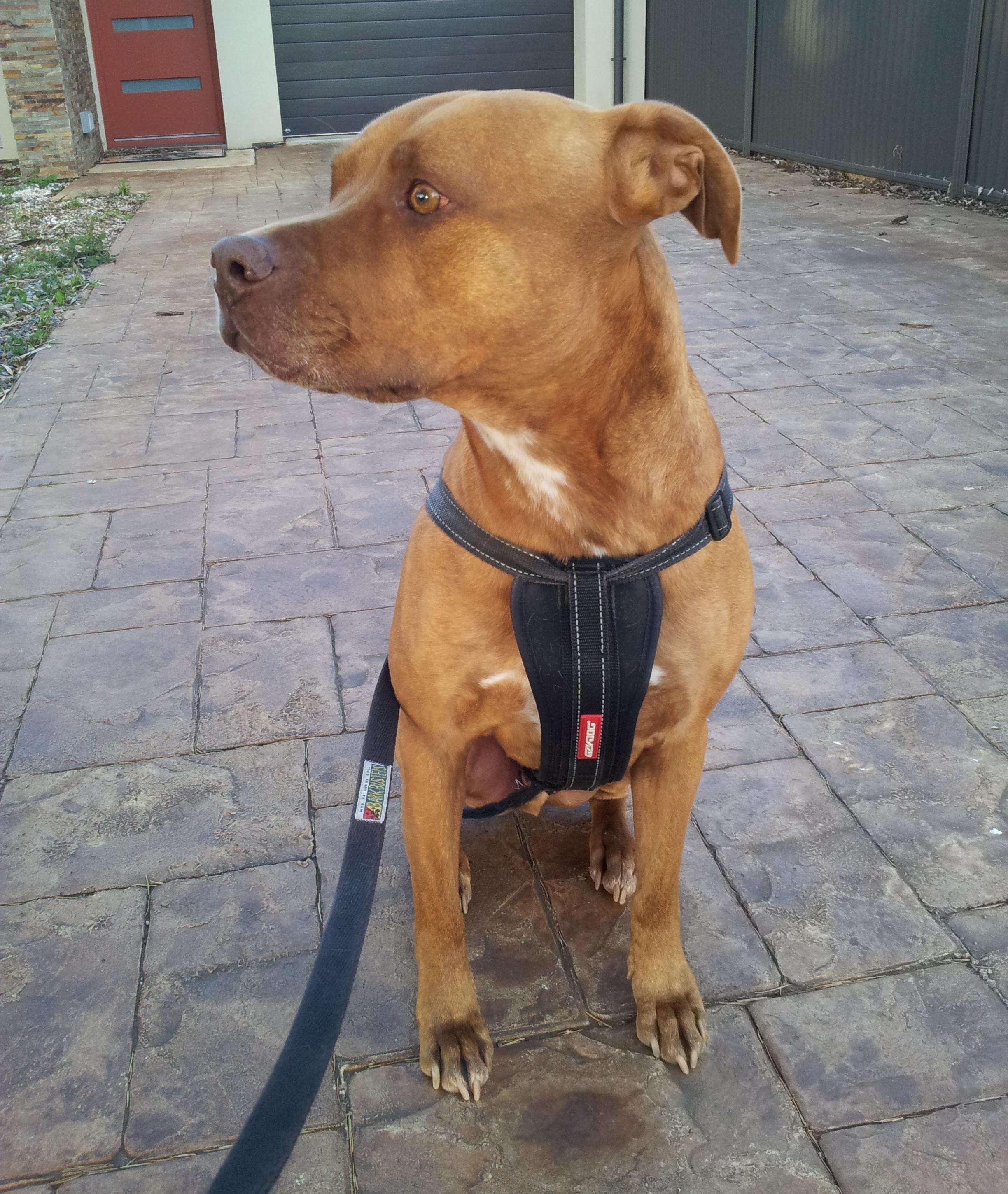 R.I.P. Ramone, 2009-2024. - Anthony Colpo’s Substack