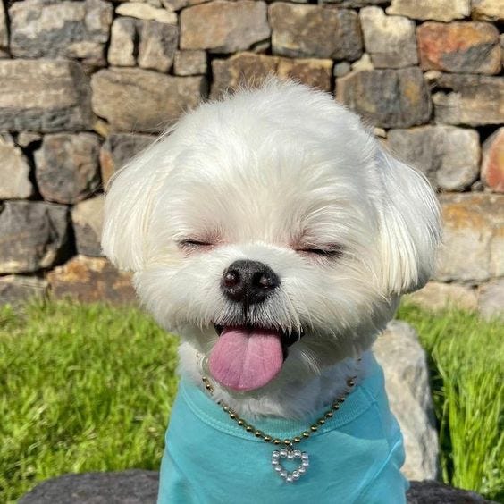 This Monday the Paws Are Back in Pawsitivity