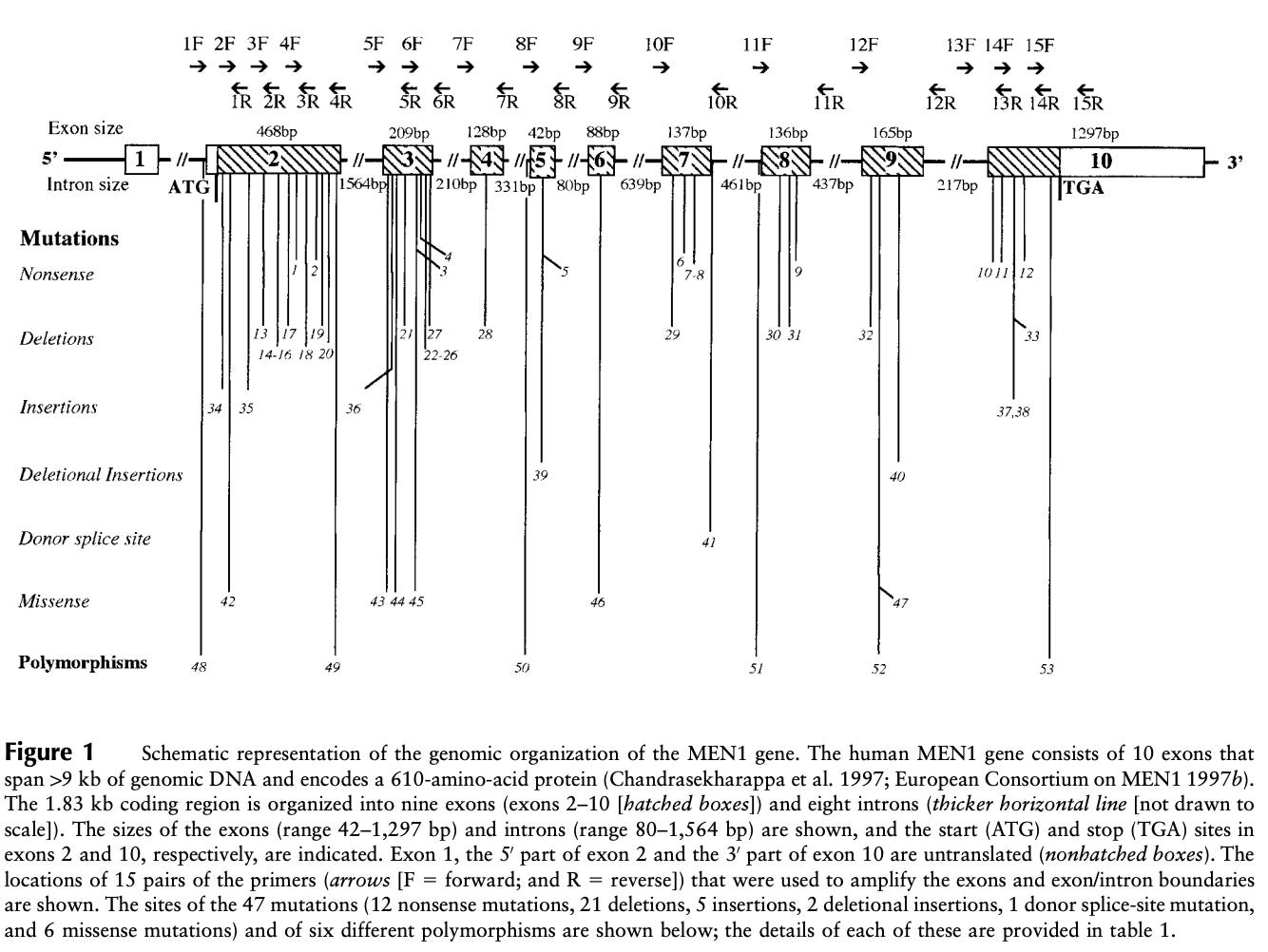 Multiple Endocrine Neoplasia Type 1 - by Stetson - Holodoxa