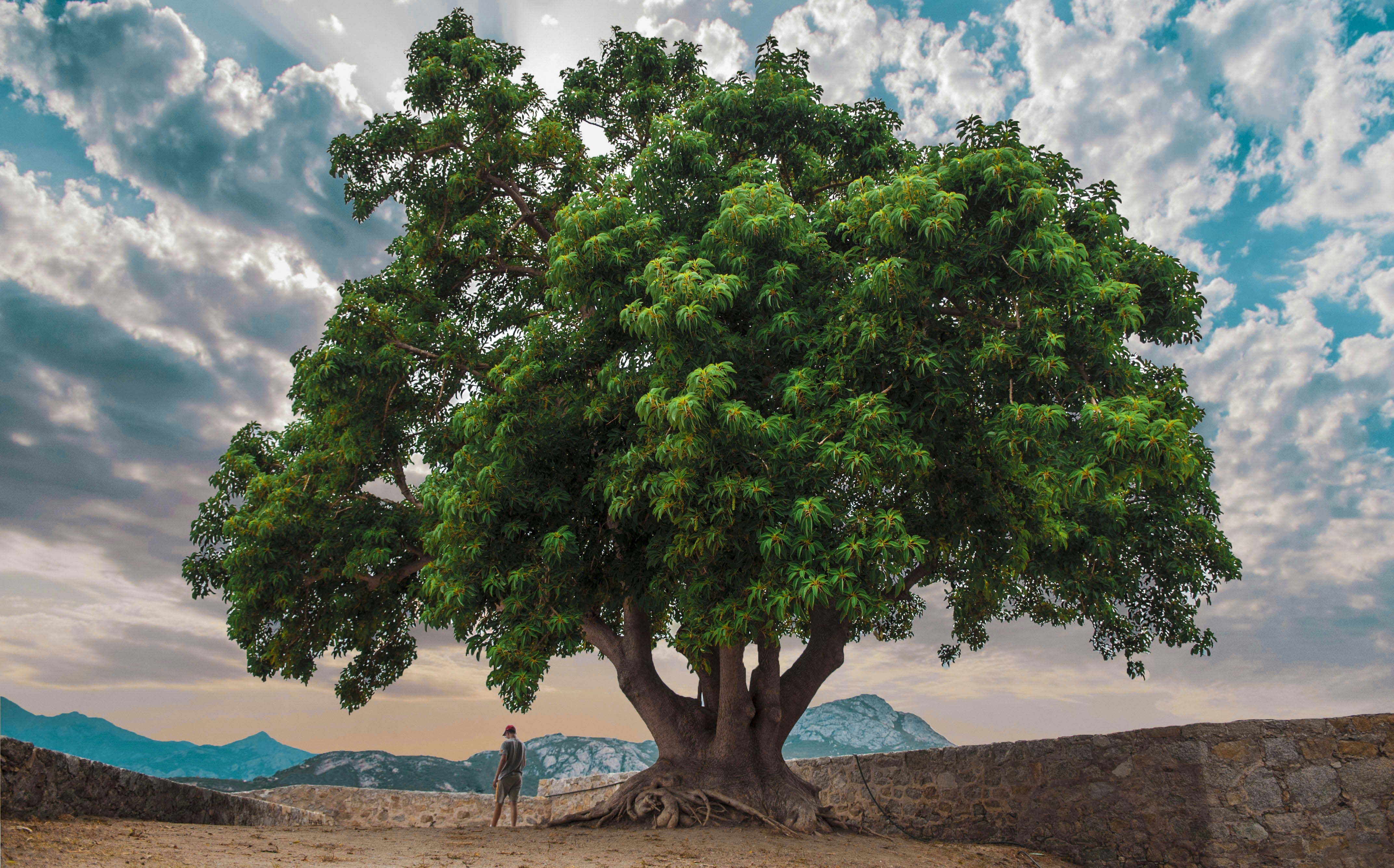 Interbeing with Trees - by Bill Epperly