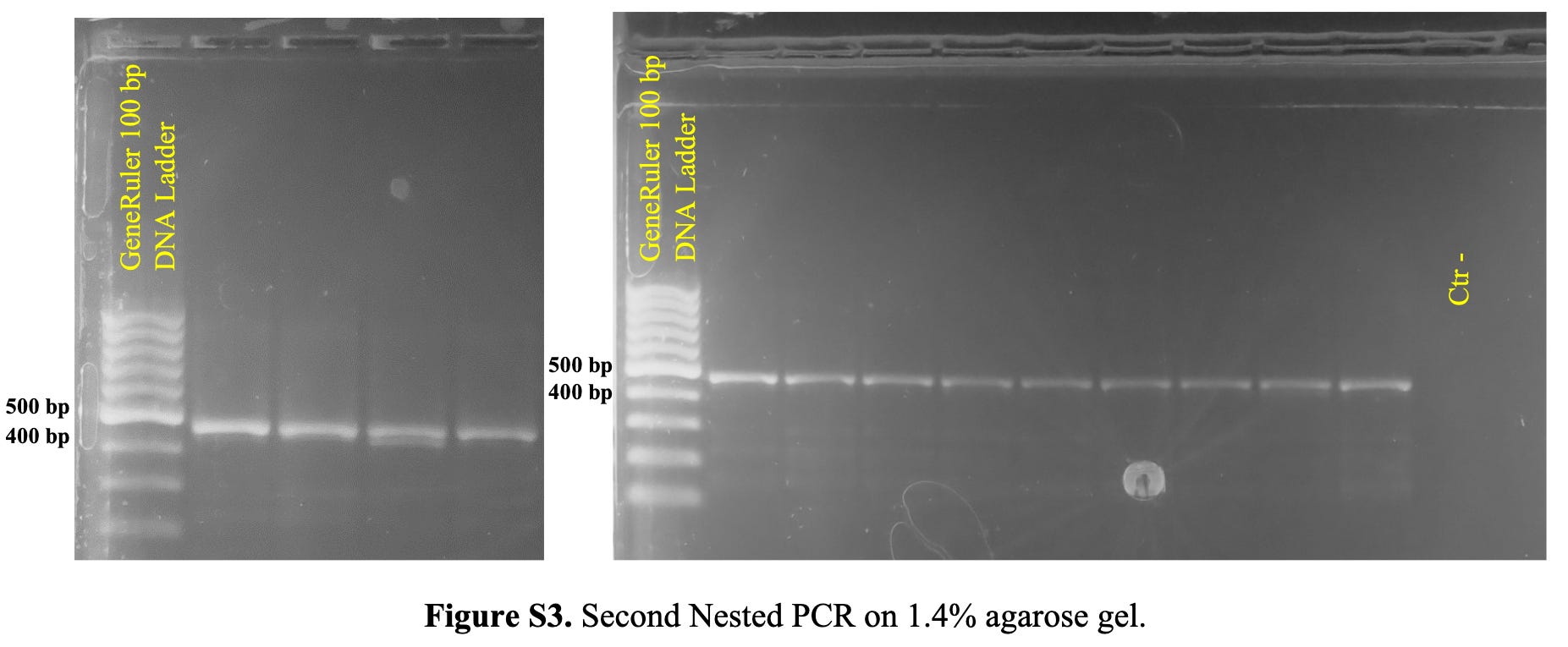 Integration Of Codon Optimized Modified Sars Cov 2 Spike Mrna Into