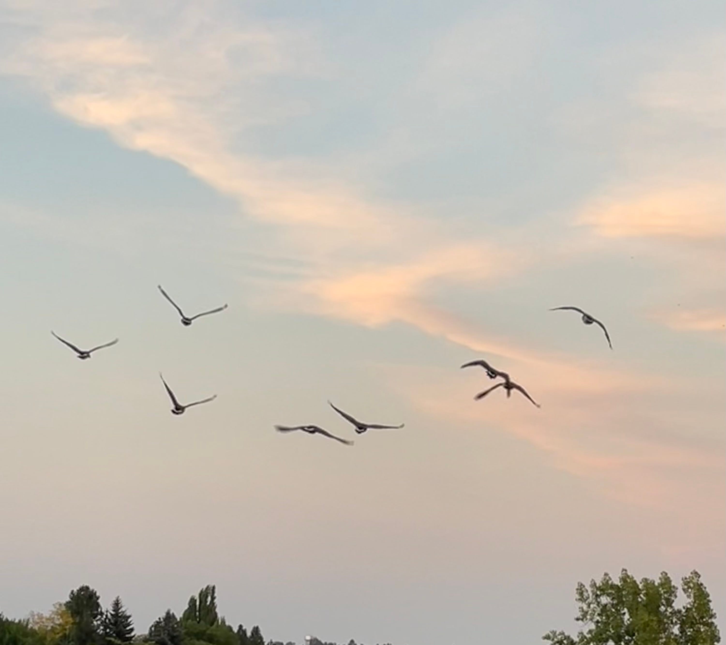 follow that light - by Sarah C Swett - The Gusset