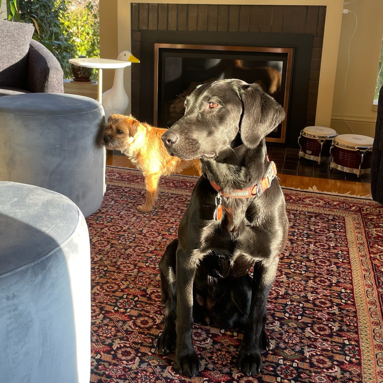 Casualties and survivors - by Paul Queary and Tim Gruver