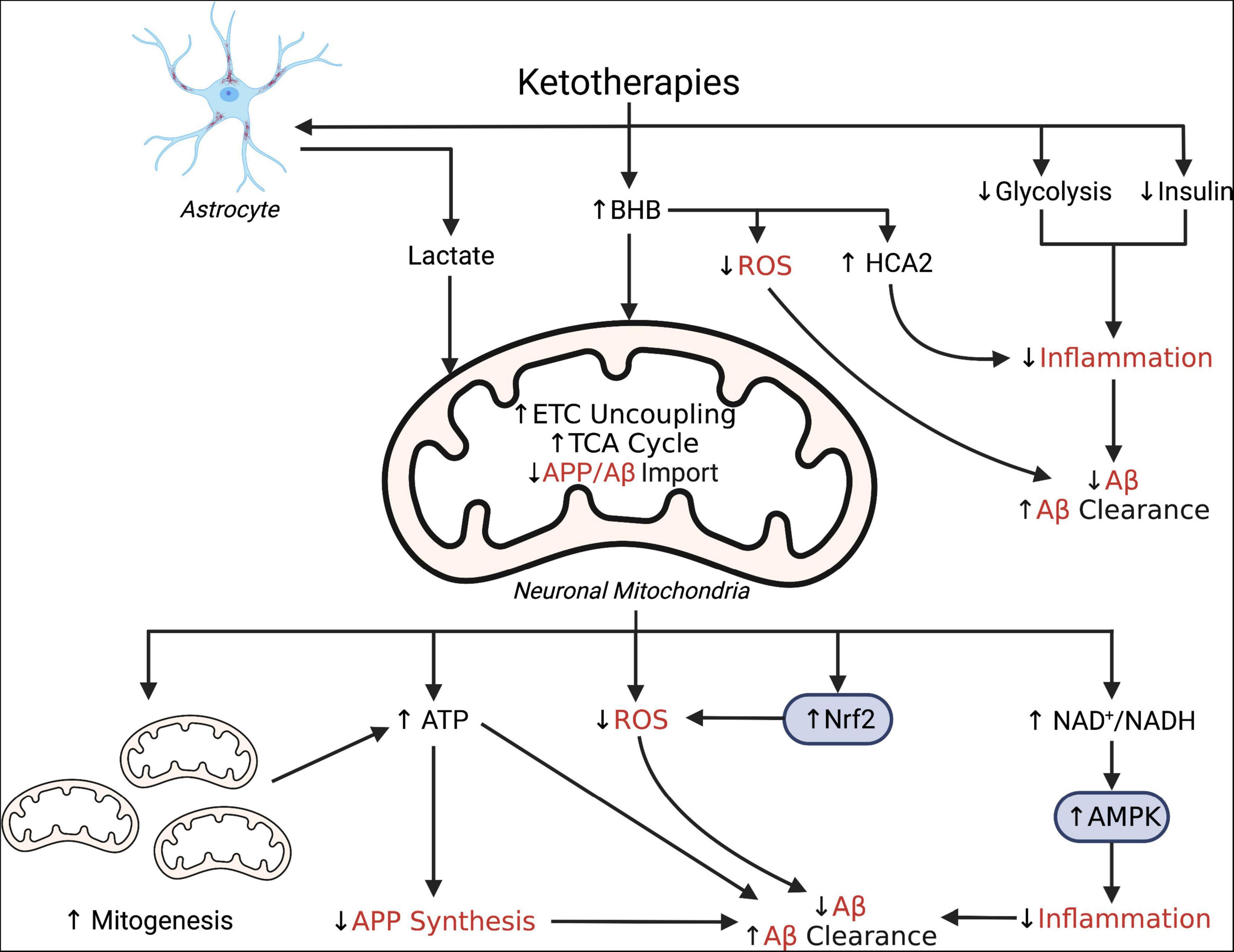 Friday Hope: ß-Hydroxybutyrate (BHB): Amyloid Inhibition and Improved ...