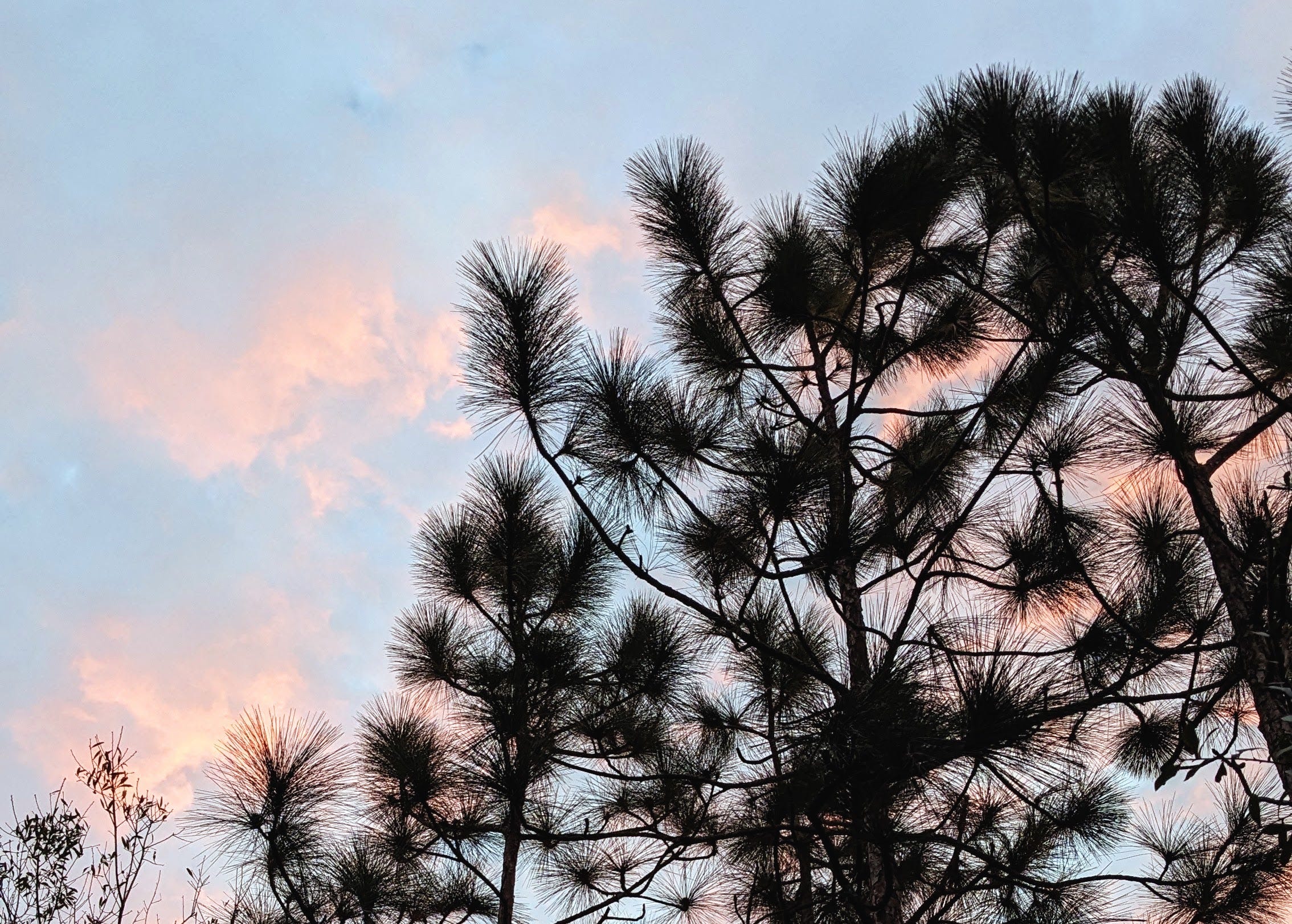 Untangling suppression and allowing in deep trust