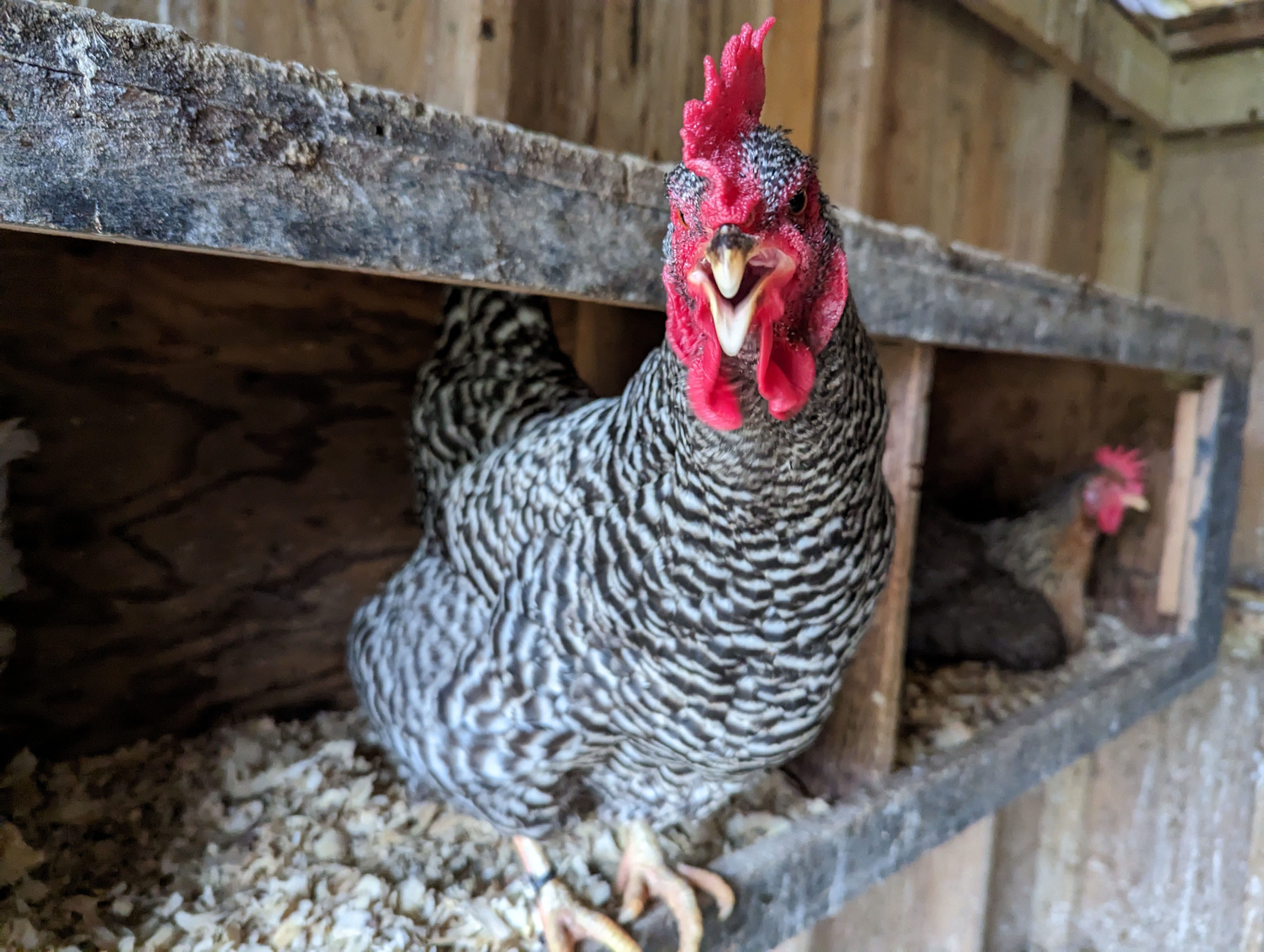 Don't Make Me Peck You - by AC Shilton