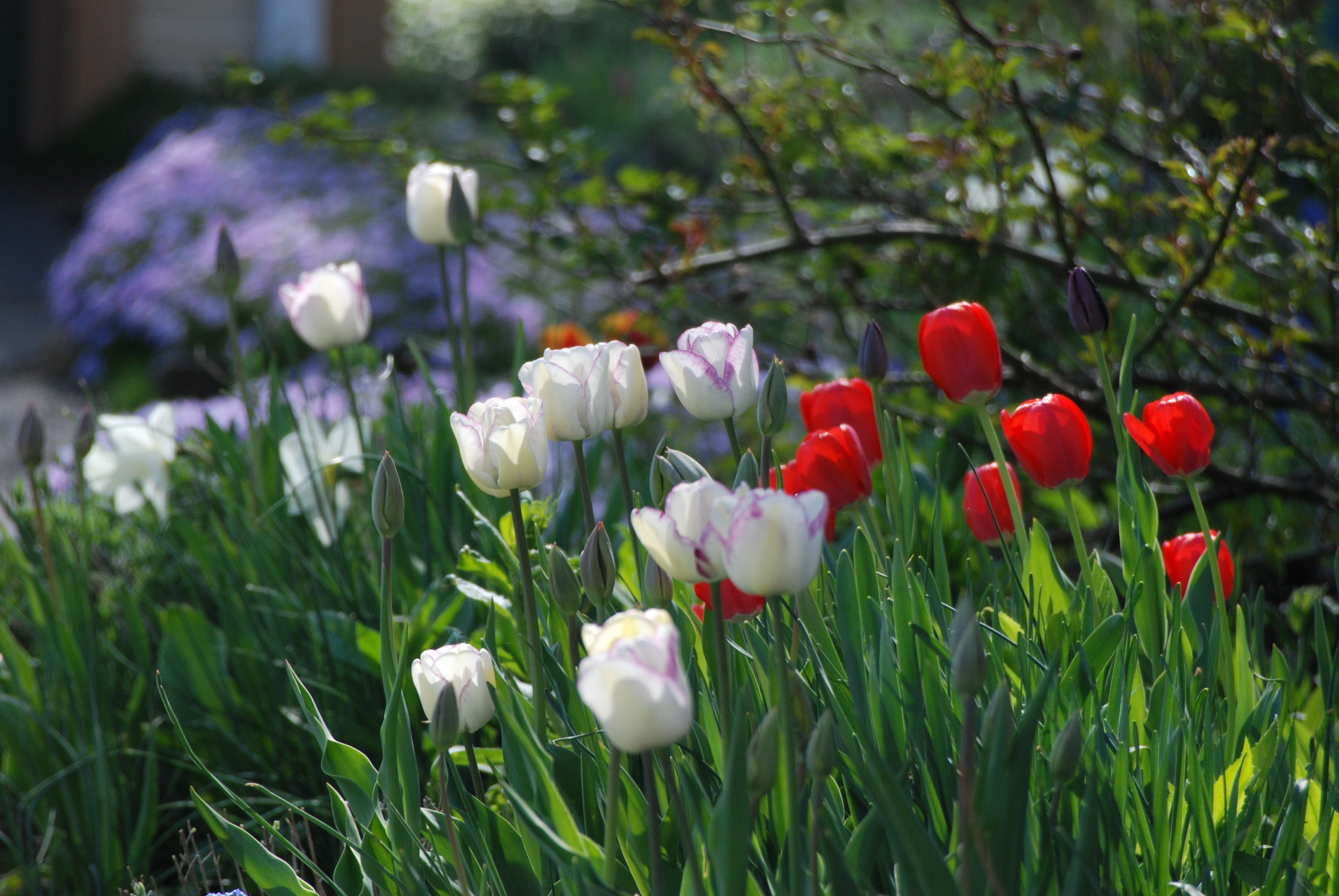 Bulb Planting - Julie Witmer Gardens Newsletter