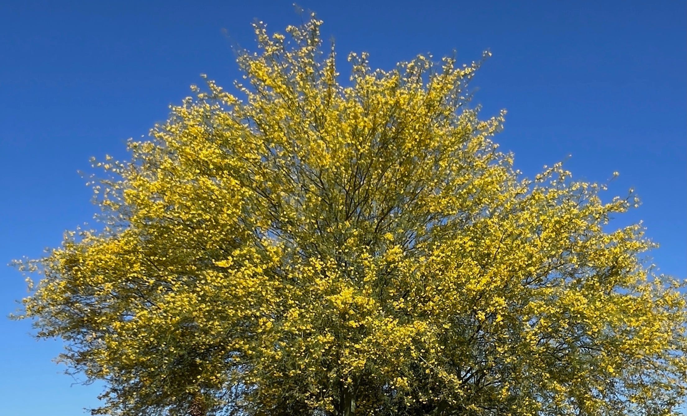The palo verdes are blooming