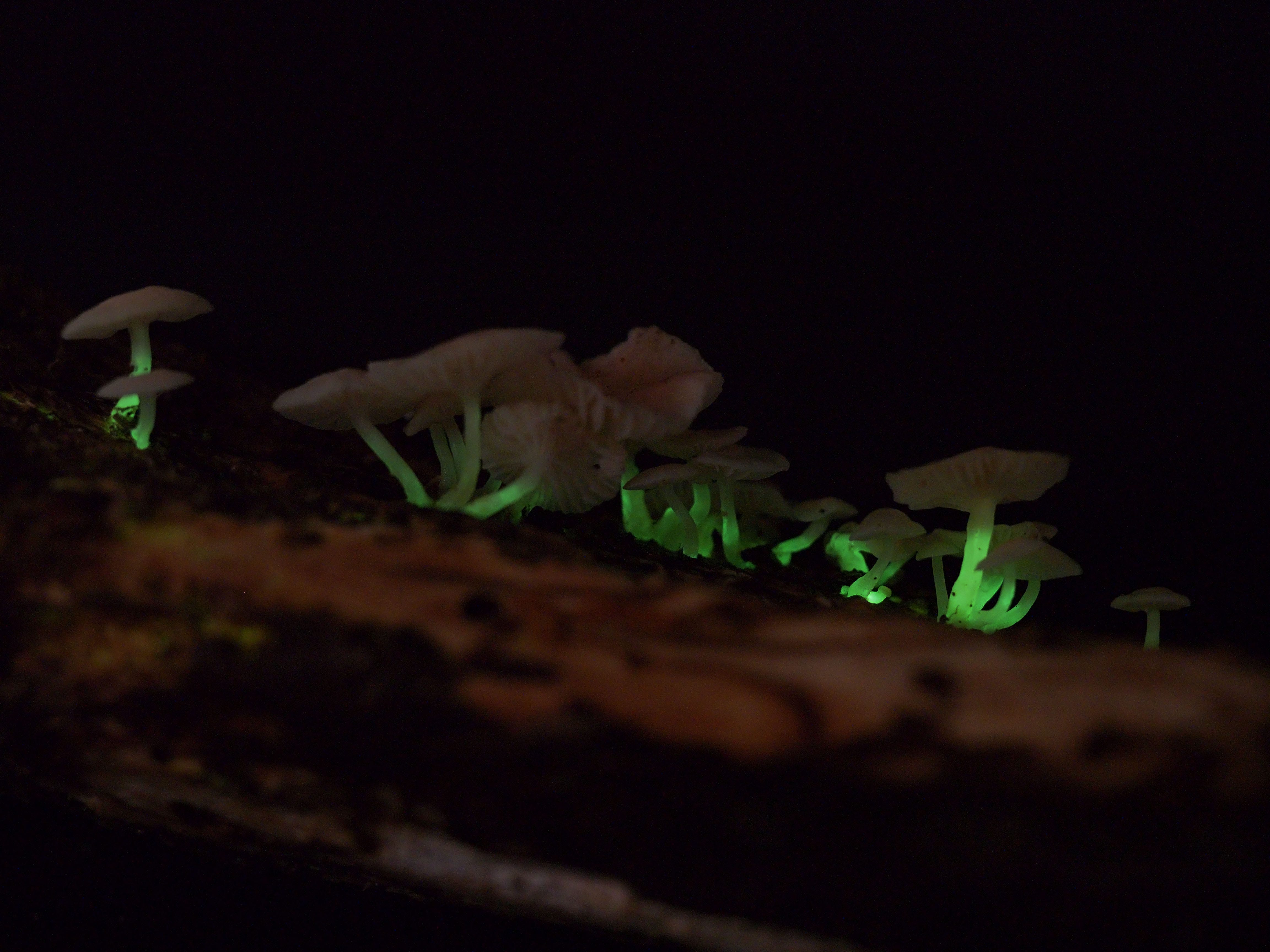 Bioluminescence in the Bush: Glow in the Dark Mushrooms in Stewart Island