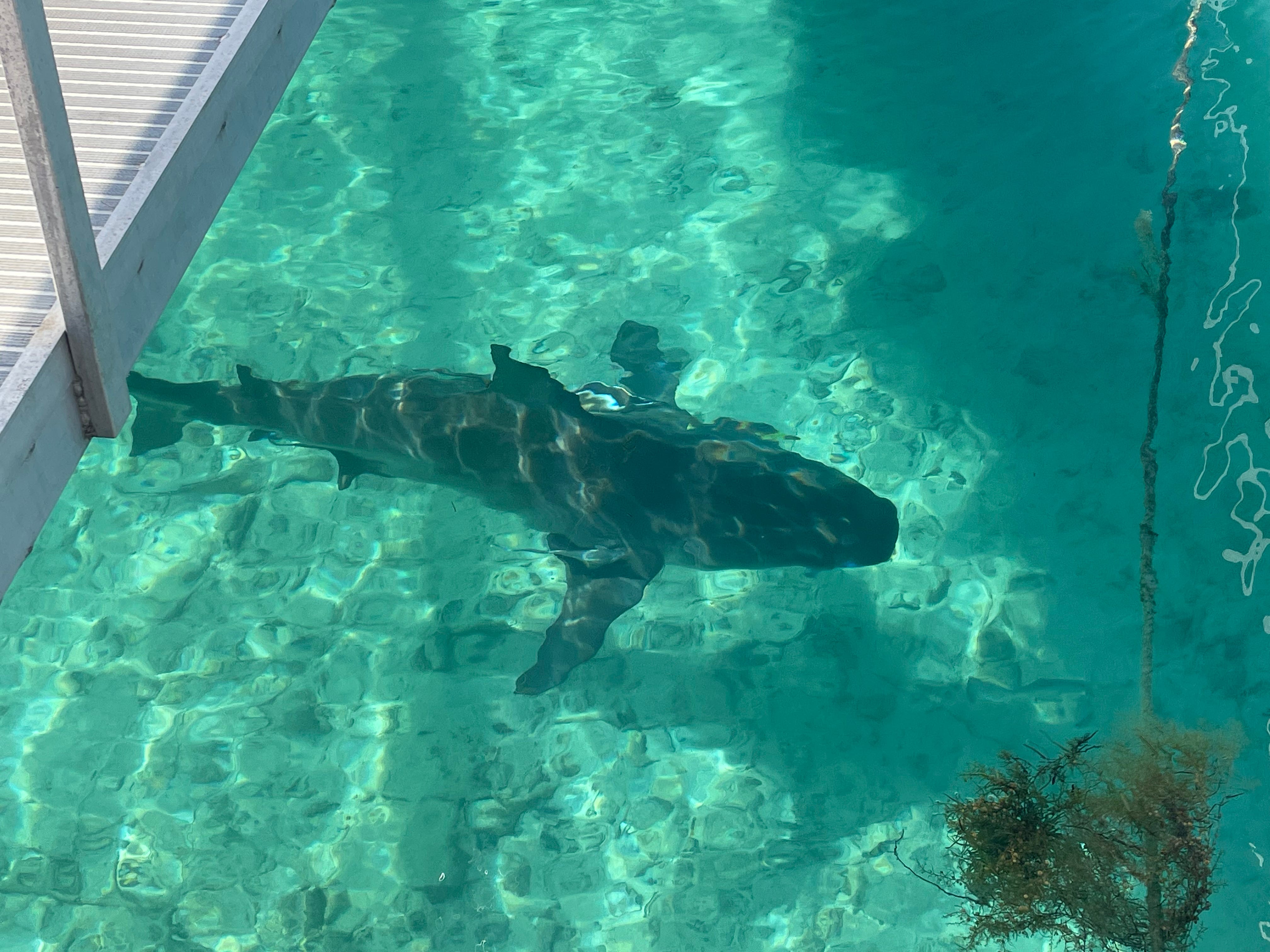 Diving with Sharks - by Eric Fish, DVM, PhD