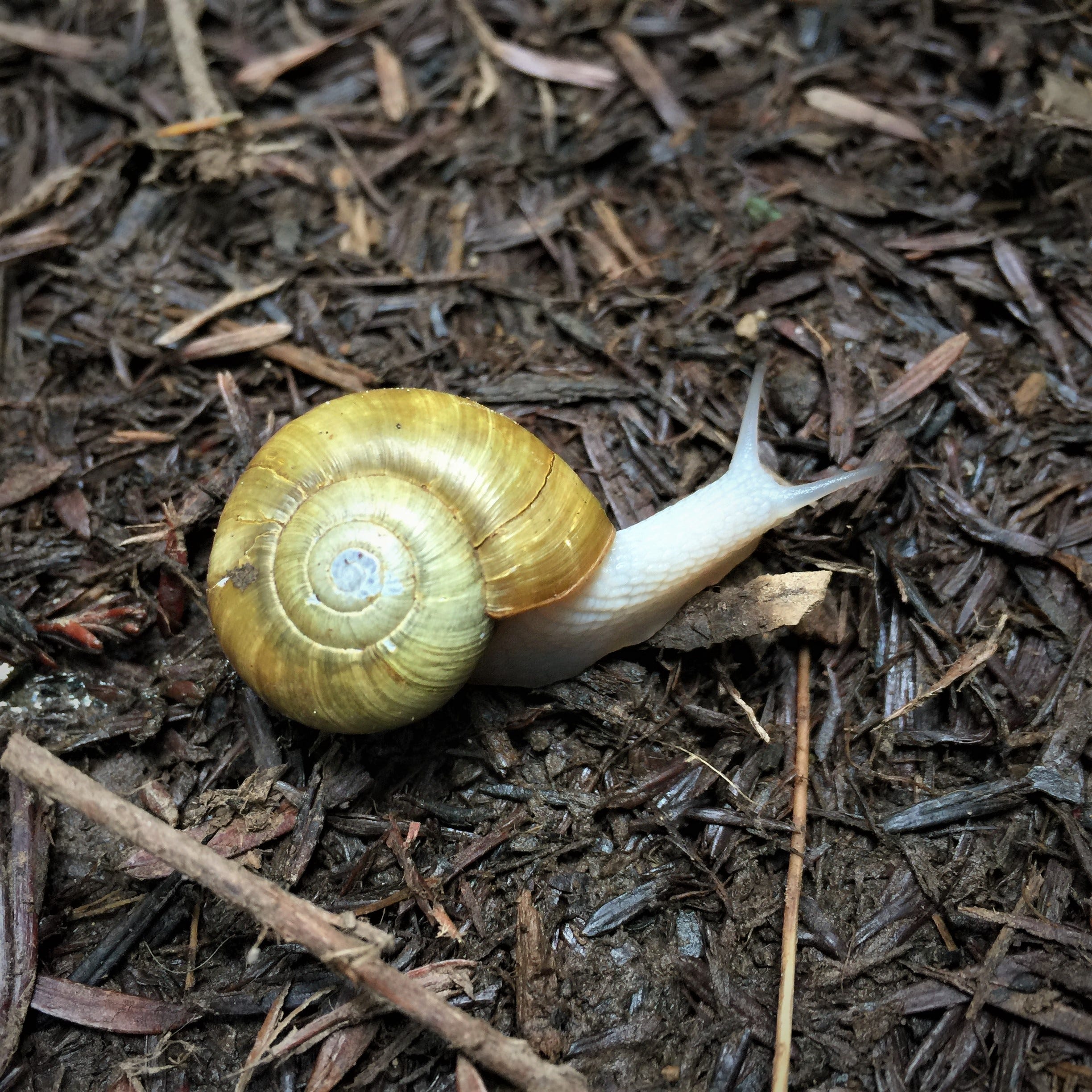 Knock-Knock. Who's there? | Substack