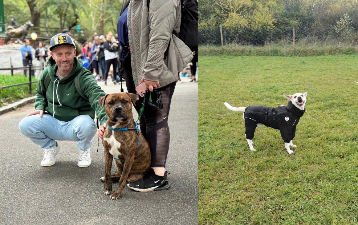 Saving Millions Of Dogs - The Next Phase
