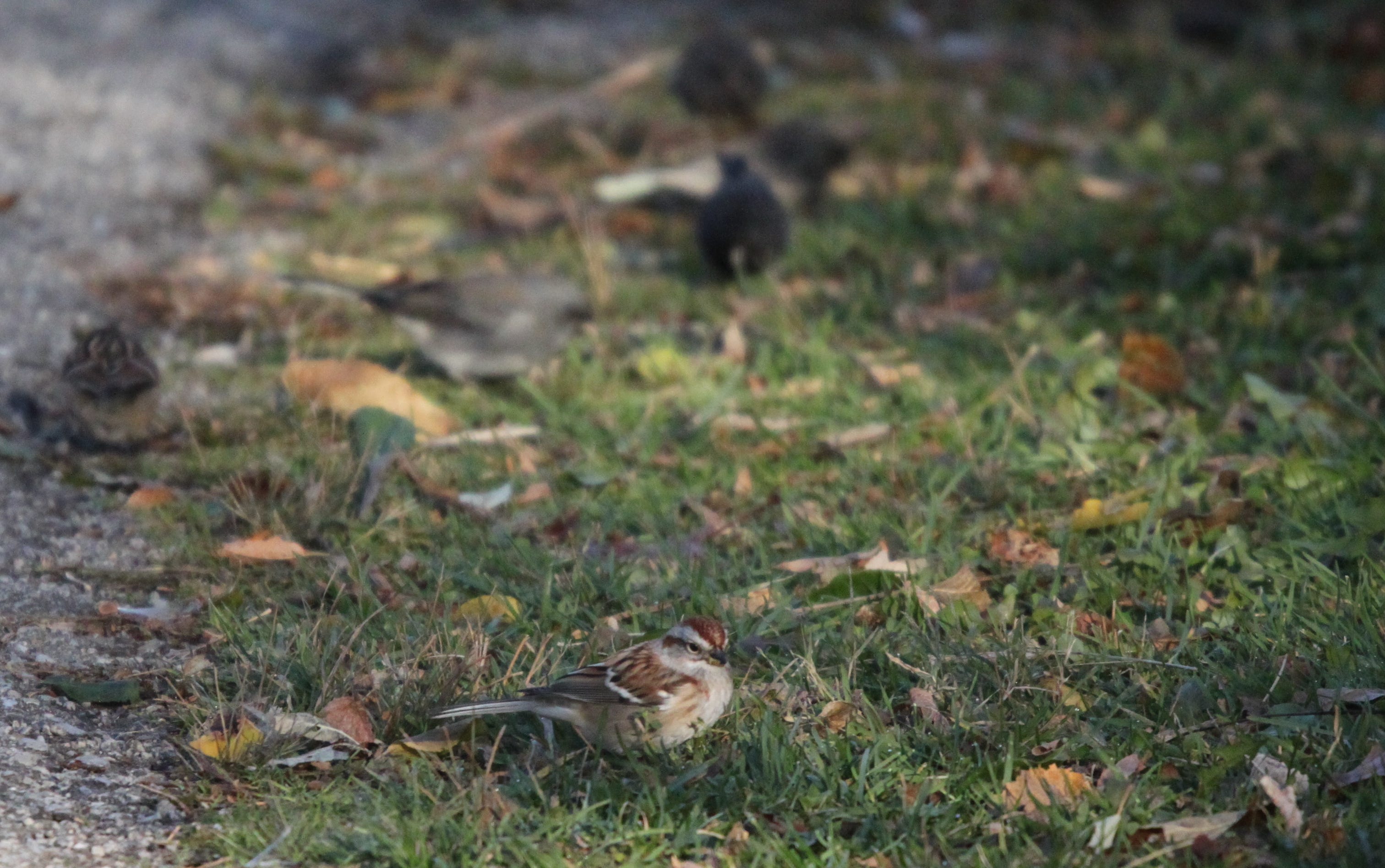 Tree sparrows' rebound is early Christmas present
