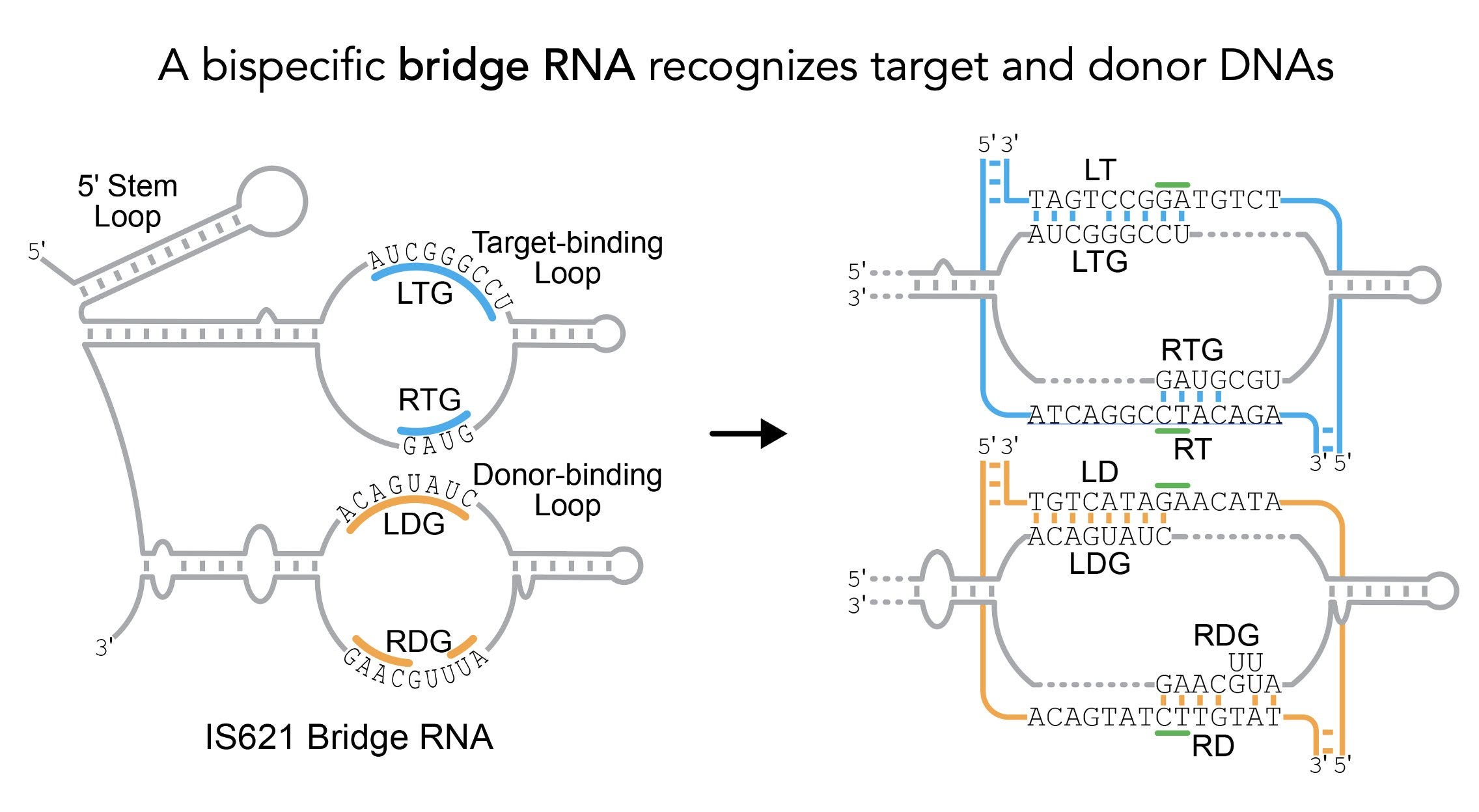 New tools for programming biology - by Elliot Hershberg