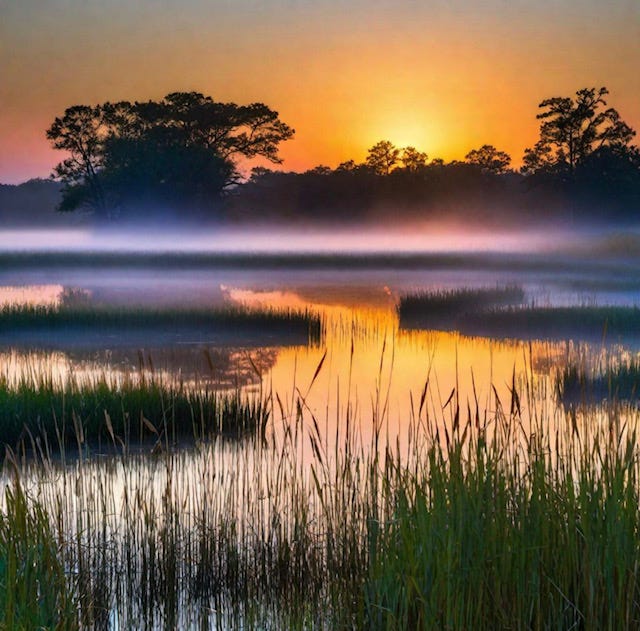 Marsh Morning - by Paul Wittenberger - Paul’s Substack