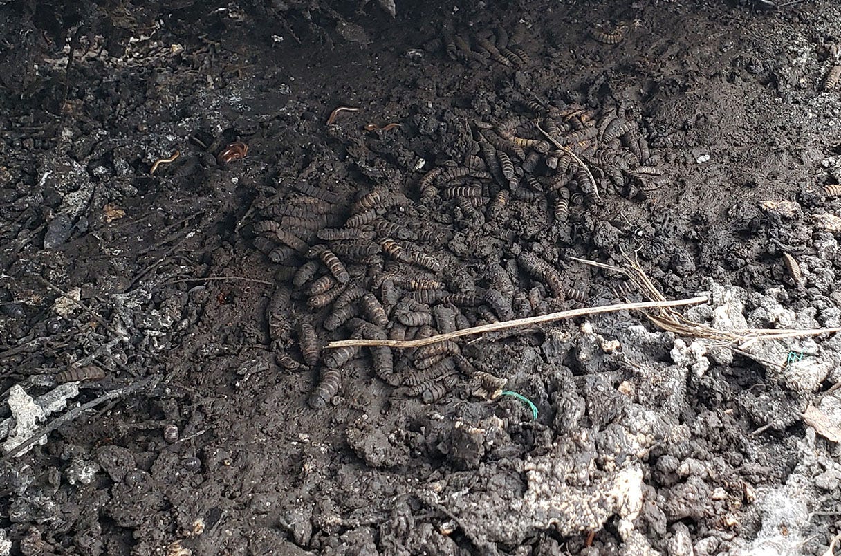 Did Neanderthals Eat Maggots? A Closer Look at an Unlikely Food Source