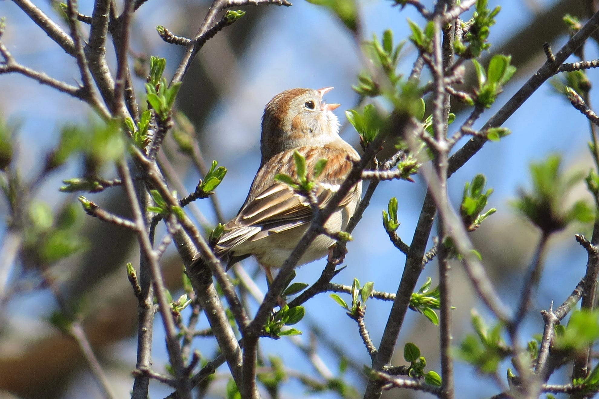 Interview with Spencer Fenniman, Hawthorne Valley Farmer: Creating Bird ...