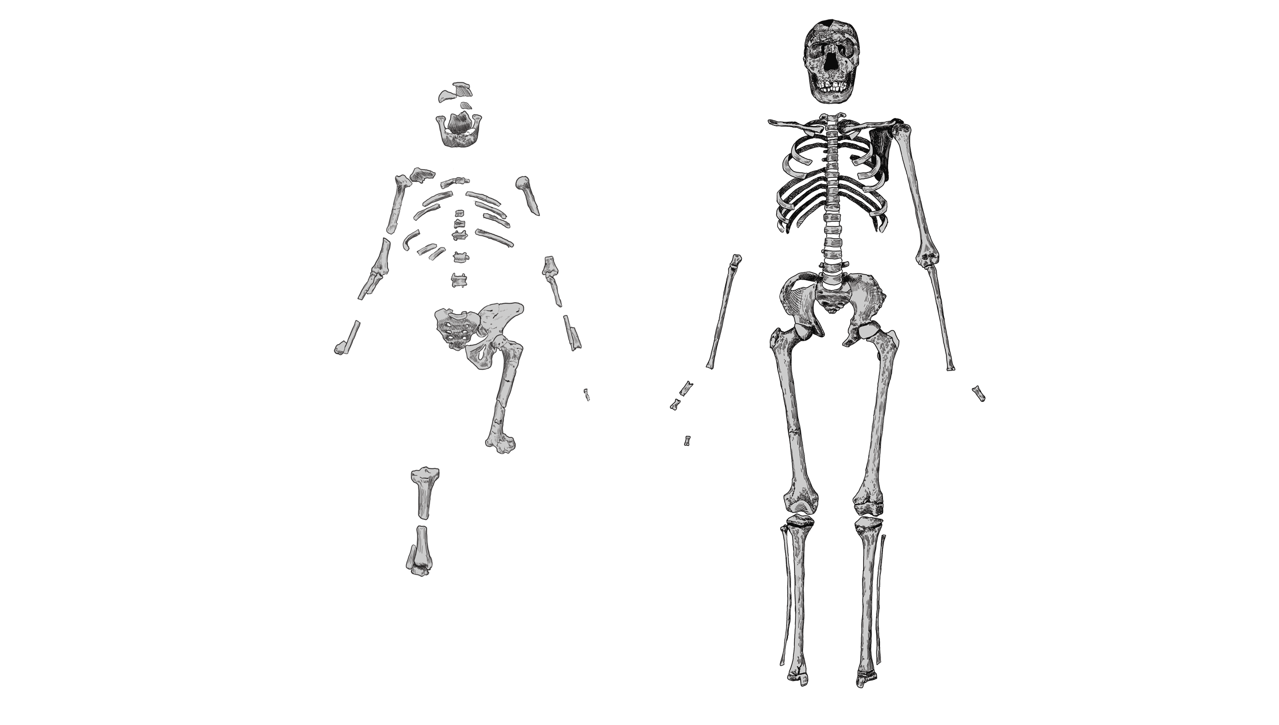 What do we know about the ancestry of Homo erectus?