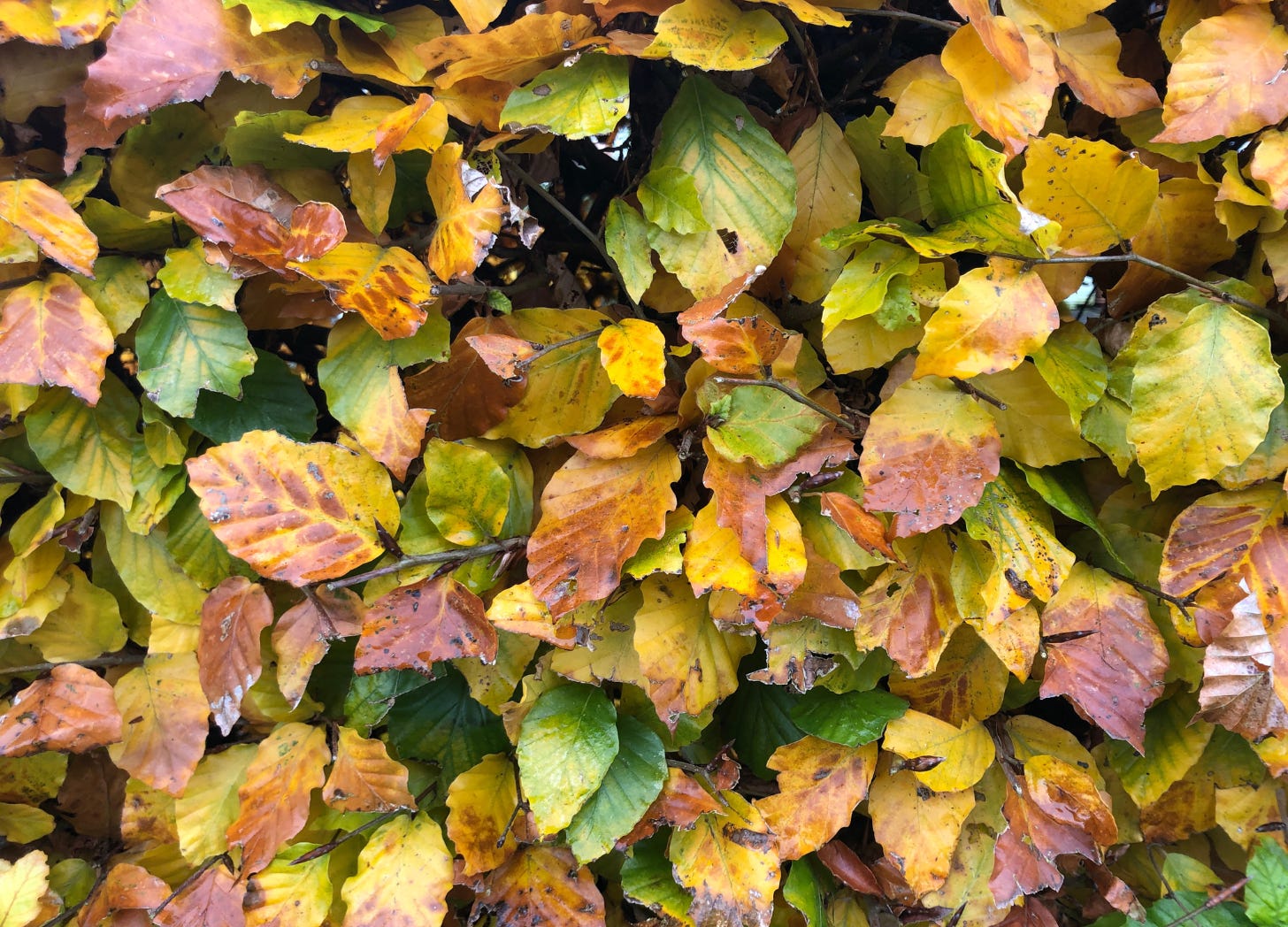 The Irish counterfactual - by Ciarán Mc Mahon