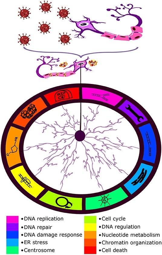 The Observed Aggressive Cancers are a SYMPTOM of a DNA Disease Induced ...