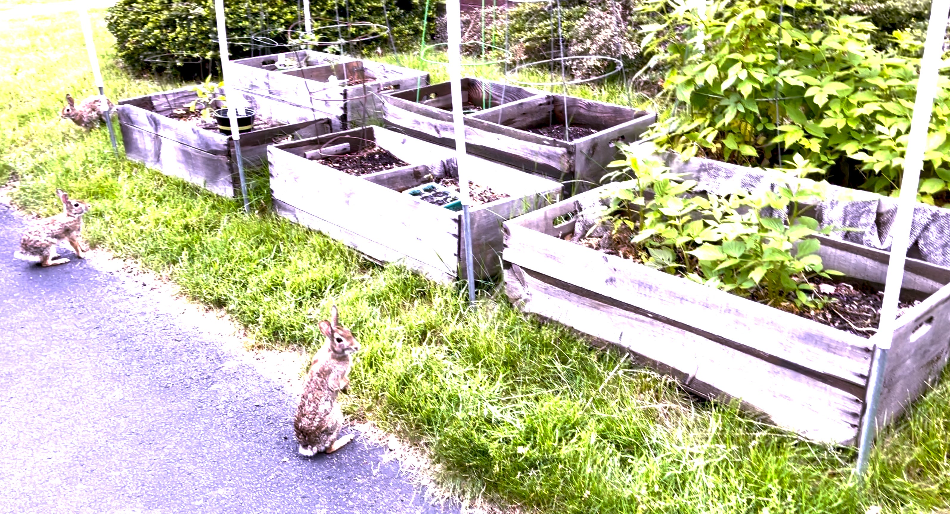 Fetching_bunnies - Best photos on ksp.org.tw