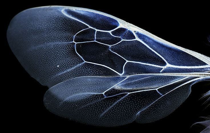 chrysalis - by sonja ringo - velvet reverie