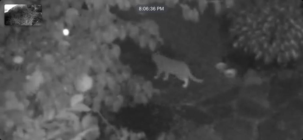 Purr Joy as Enzo, the cat missing for months, returns to his humans ...