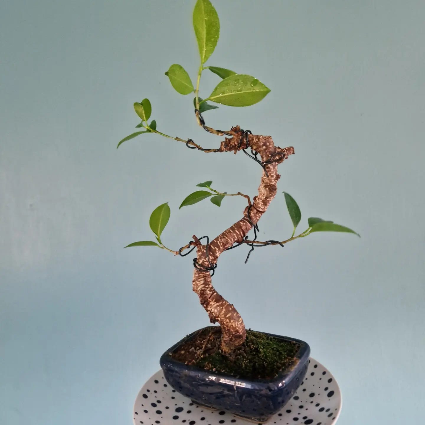 Bruce and the Bonsai - MusingTheMusic’s Substack