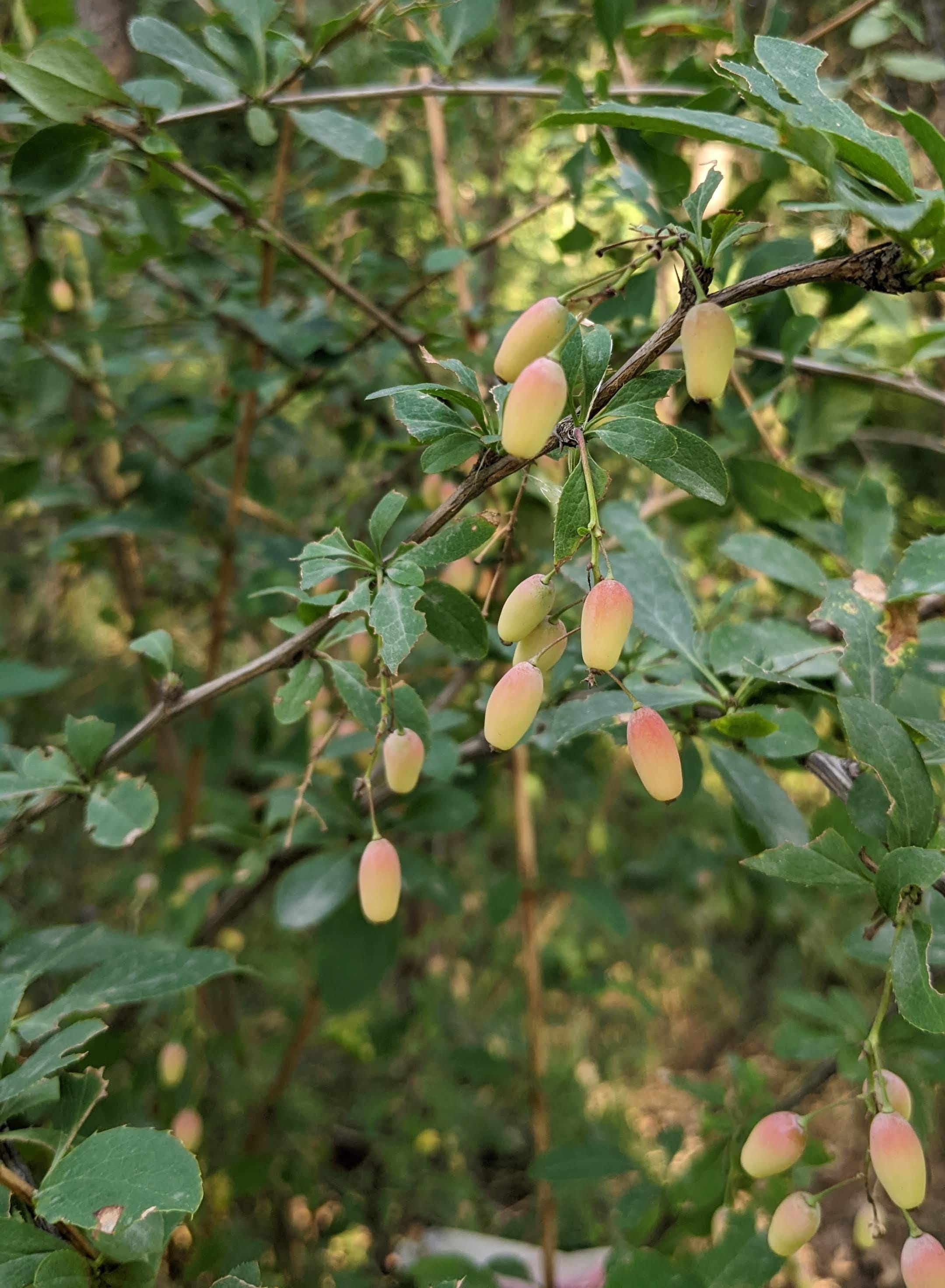 Balkan Ecology Project : Plants, Wildlife and Polycultures for Forest ...
