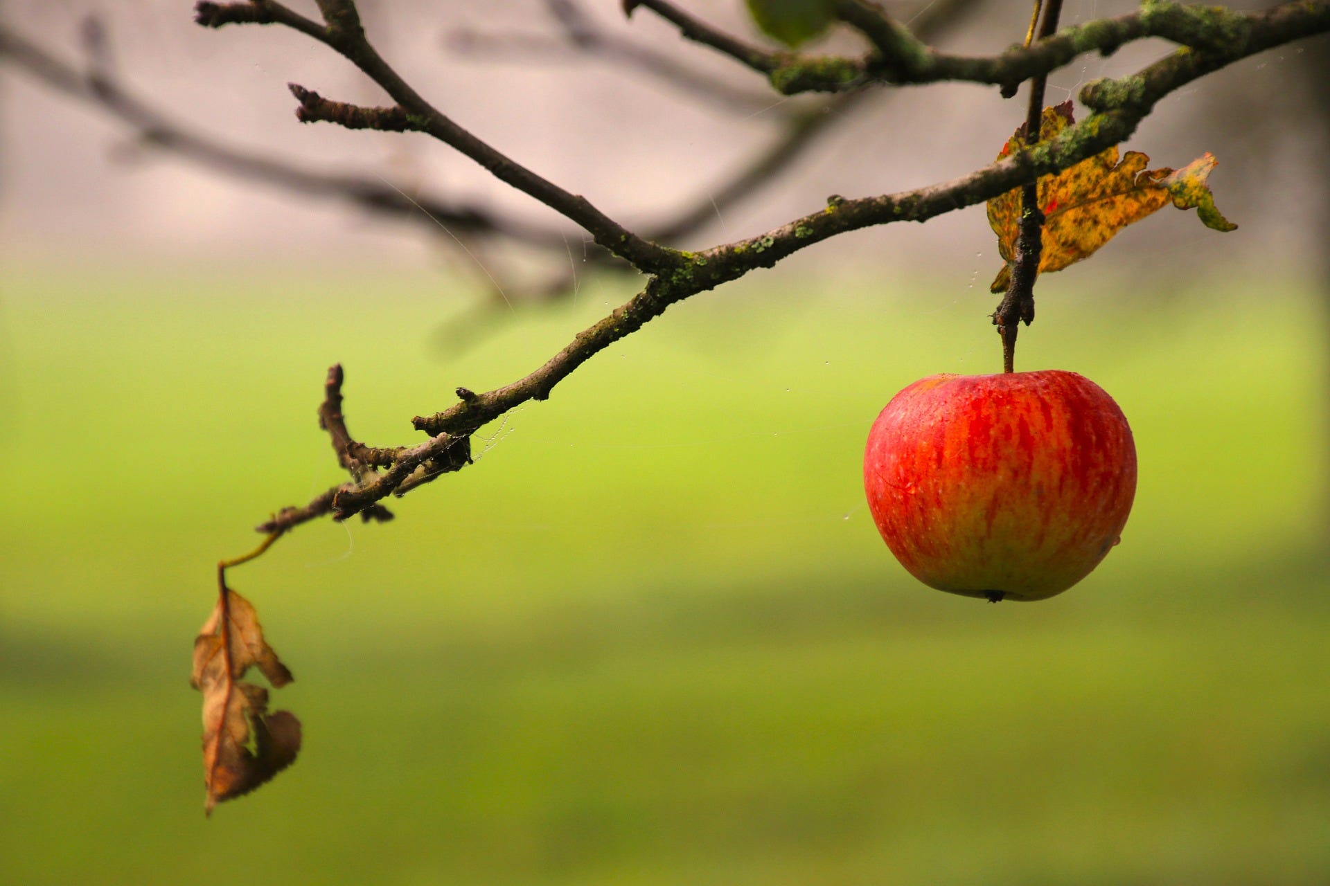 THE APPLE AND ITS BACK-END / La mela e il suo Back-End