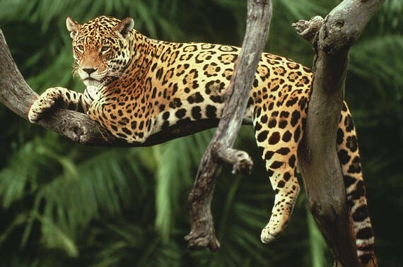 Alison Wright | Substack