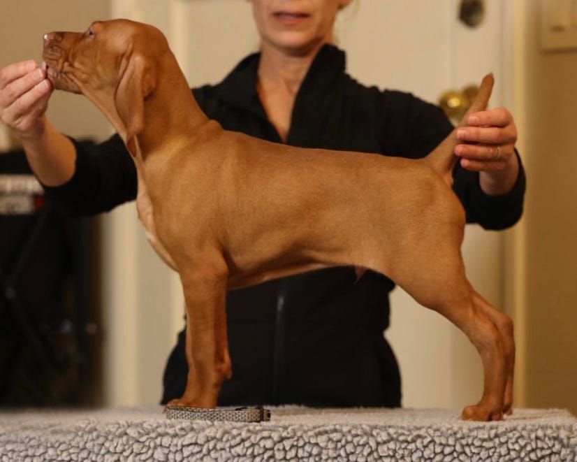 Meet "Rocket" - Moonlight Vizslas