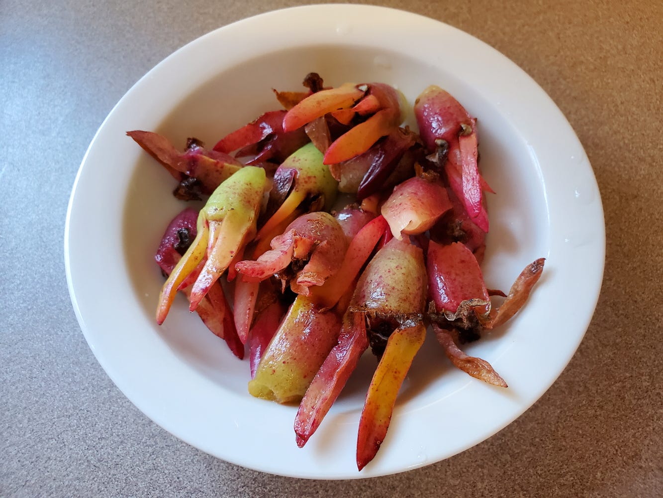 Karkalla/Pigface - by J.P. - Bush Food Forager