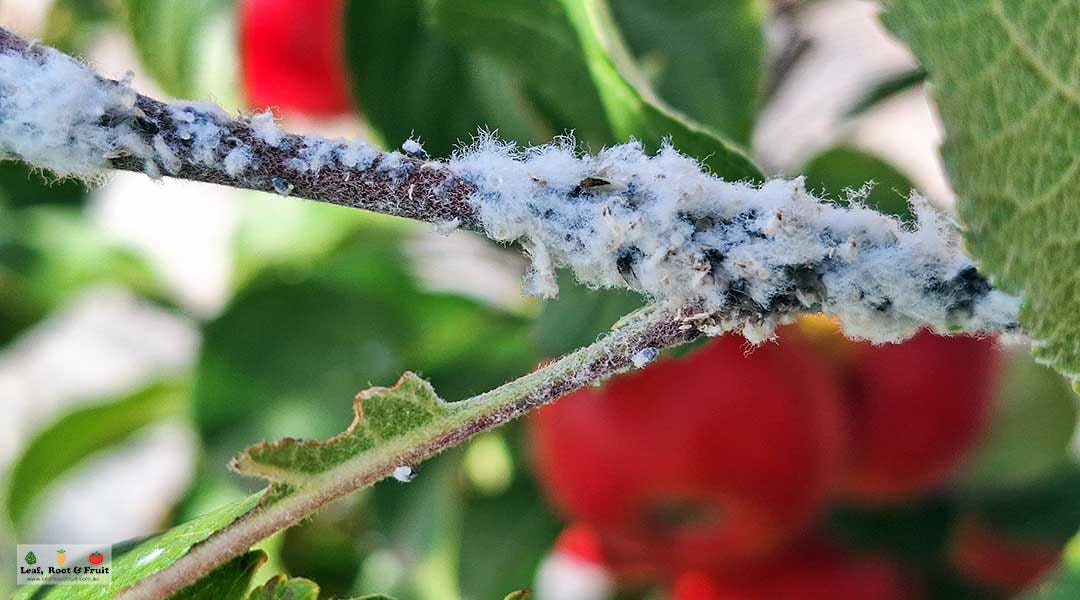How to Control Woolly Aphid - by Duncan Cocking