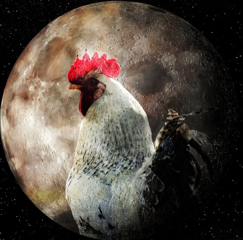 Night Chickens - by Nikki Root - Stories Like That