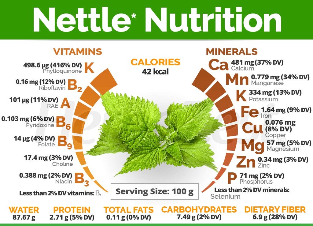Nettle - by Gavin Mounsey - Gavin’s Newsletter