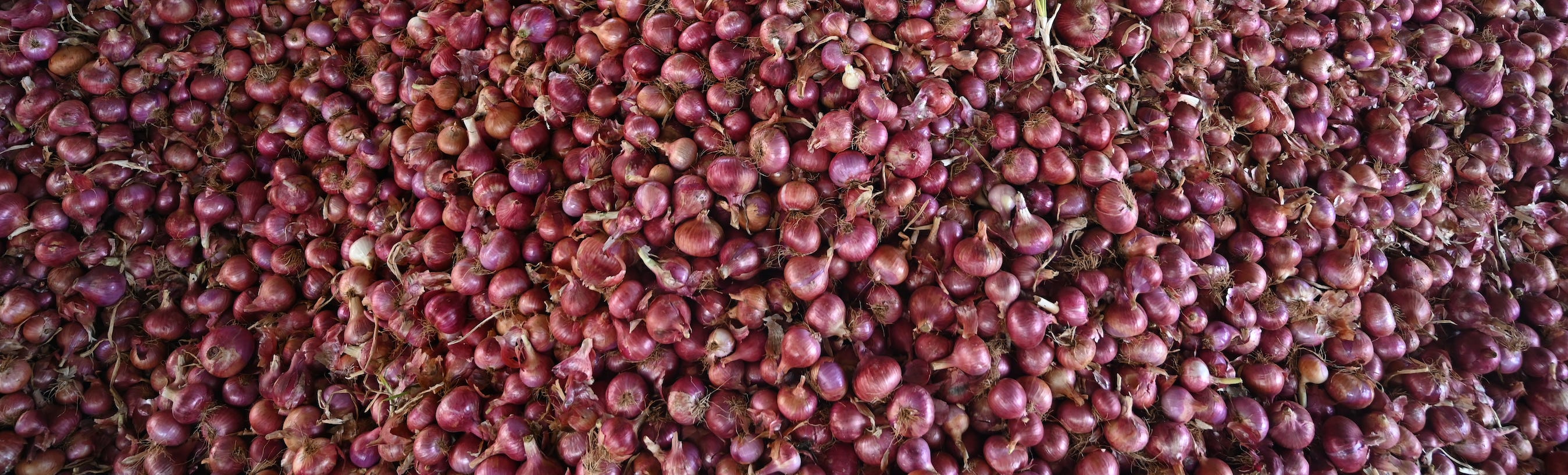 Rahee Seeds: India's First Fully Traceable Onion Seed Brand