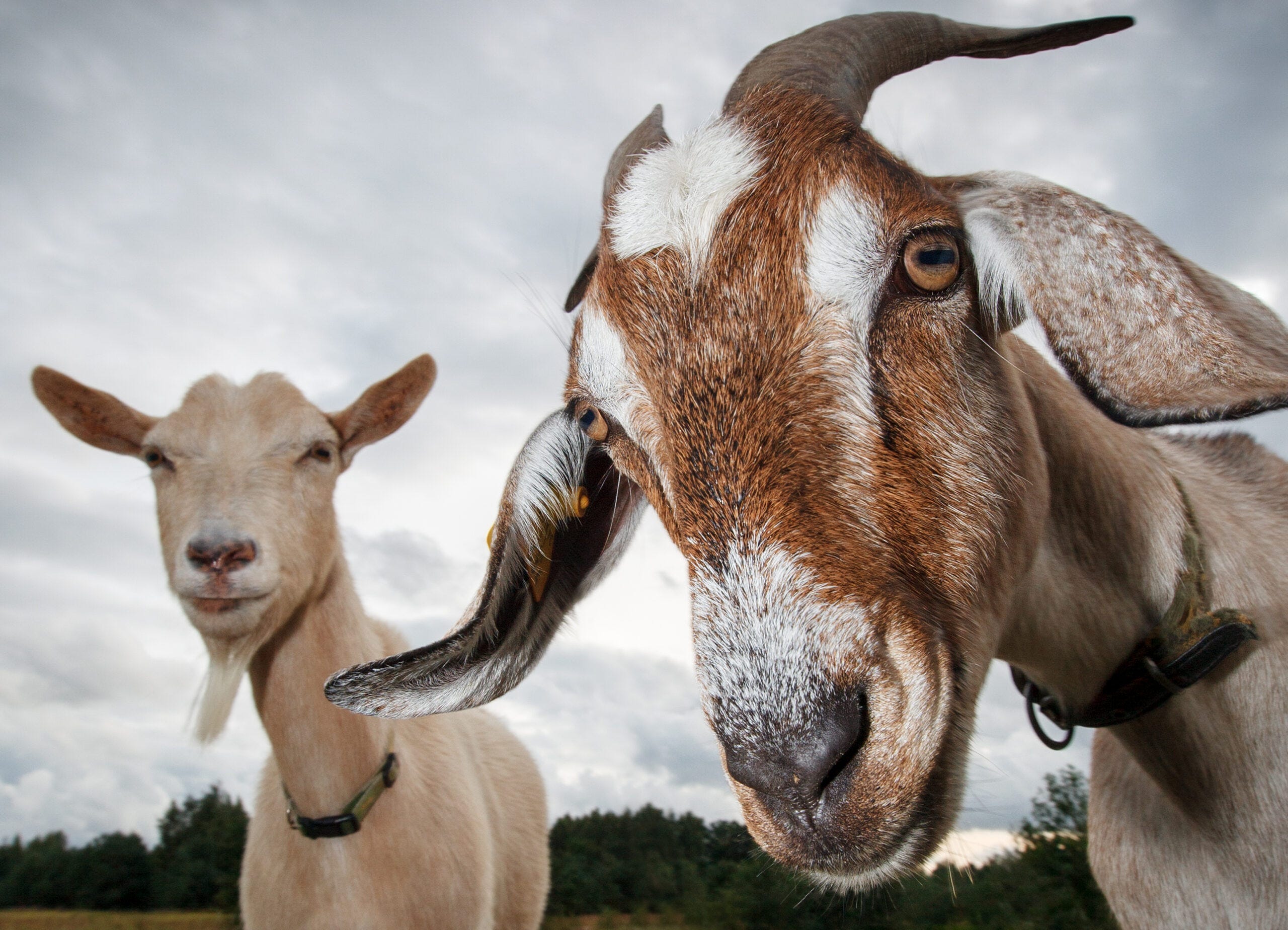 Goat served at coffee shop drive-thru - by Jennifer Sandlin