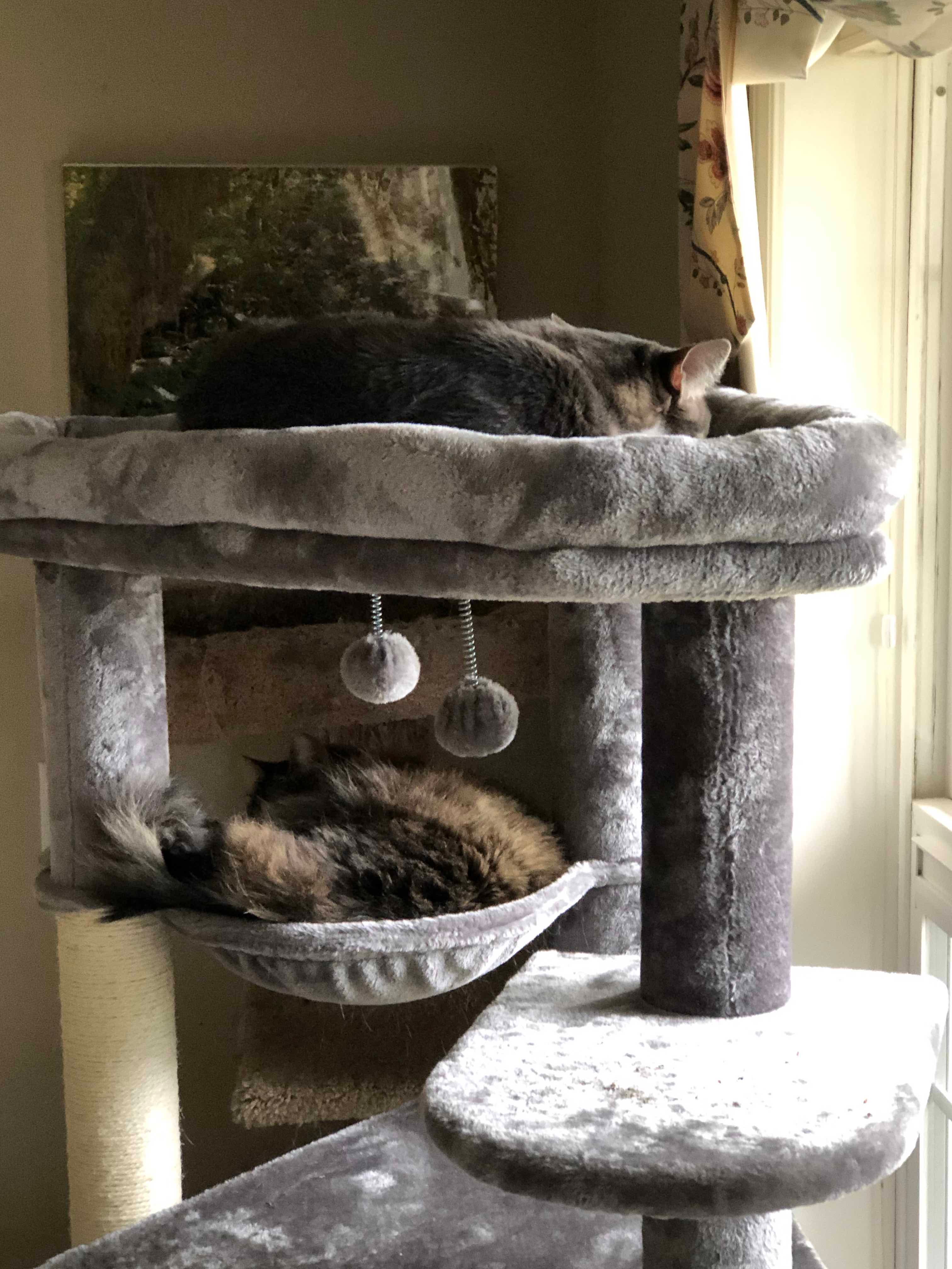 Helping Our Cats Solve Problems We Didn't Know They Had